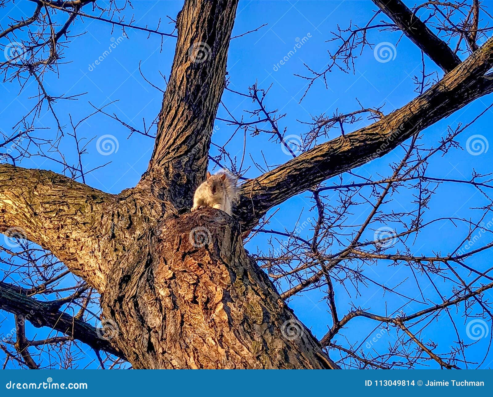 White squirrel on a tree stock photo. Image of creature - 113049814