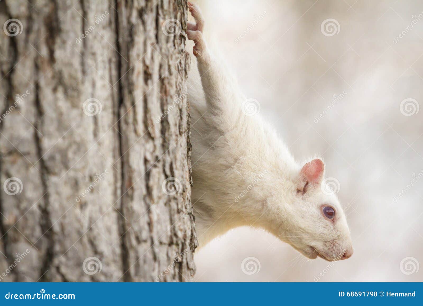 White Squirrel on Tree stock photo. Image of squirrels - 68691798