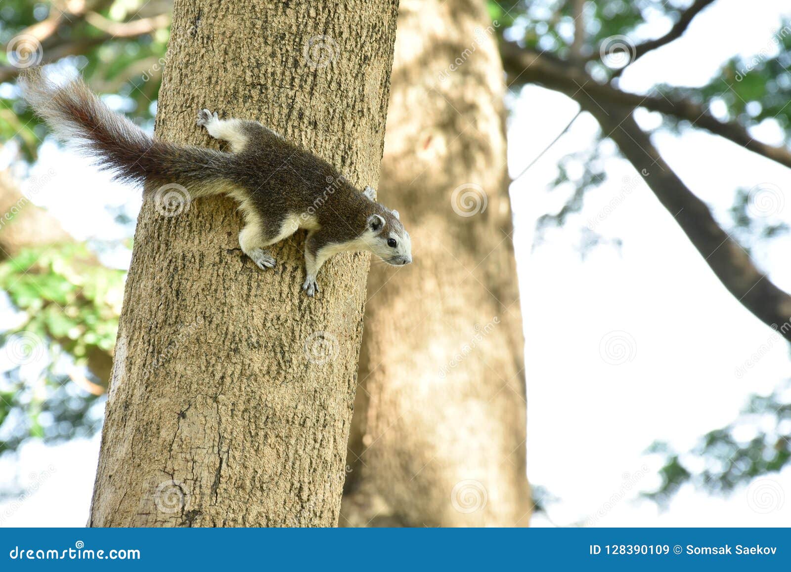 White squirrel on the tree stock image. Image of tree - 128390109