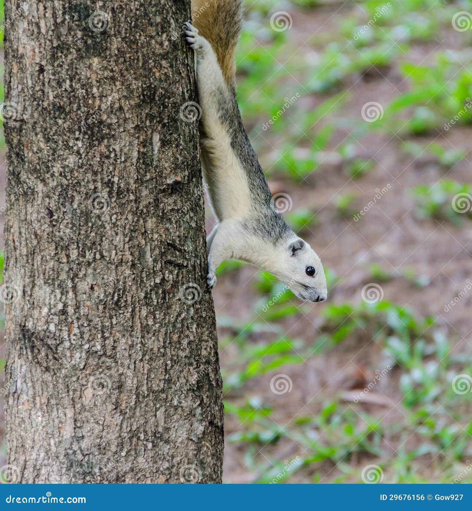White Squirrel on the Tree Trunk Stock Photo - Image of grab, furry ...