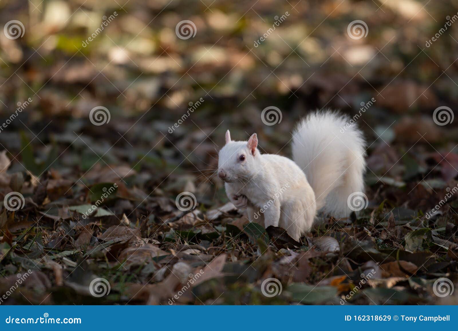 White Squirrel in the Woods Stock Image - Image of fall, trees: 162318629