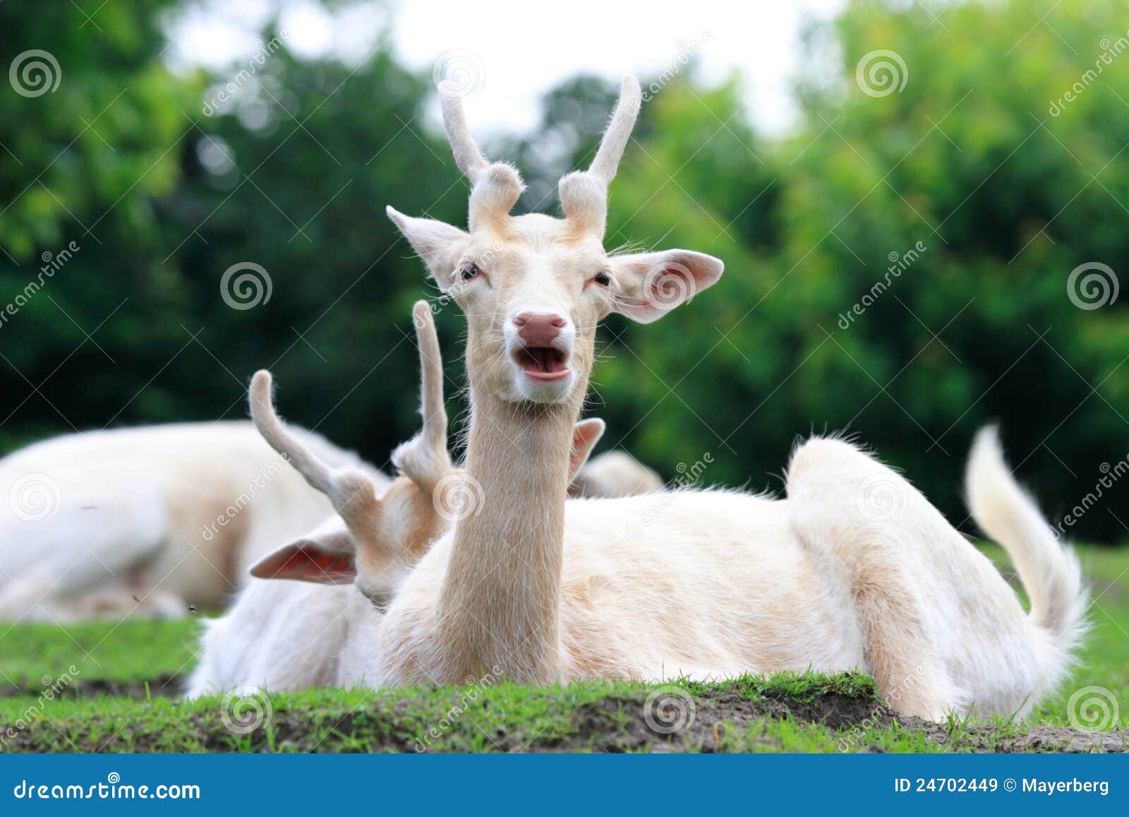 White Stag stock image. Image of stag, dominance, landscape - 24702449