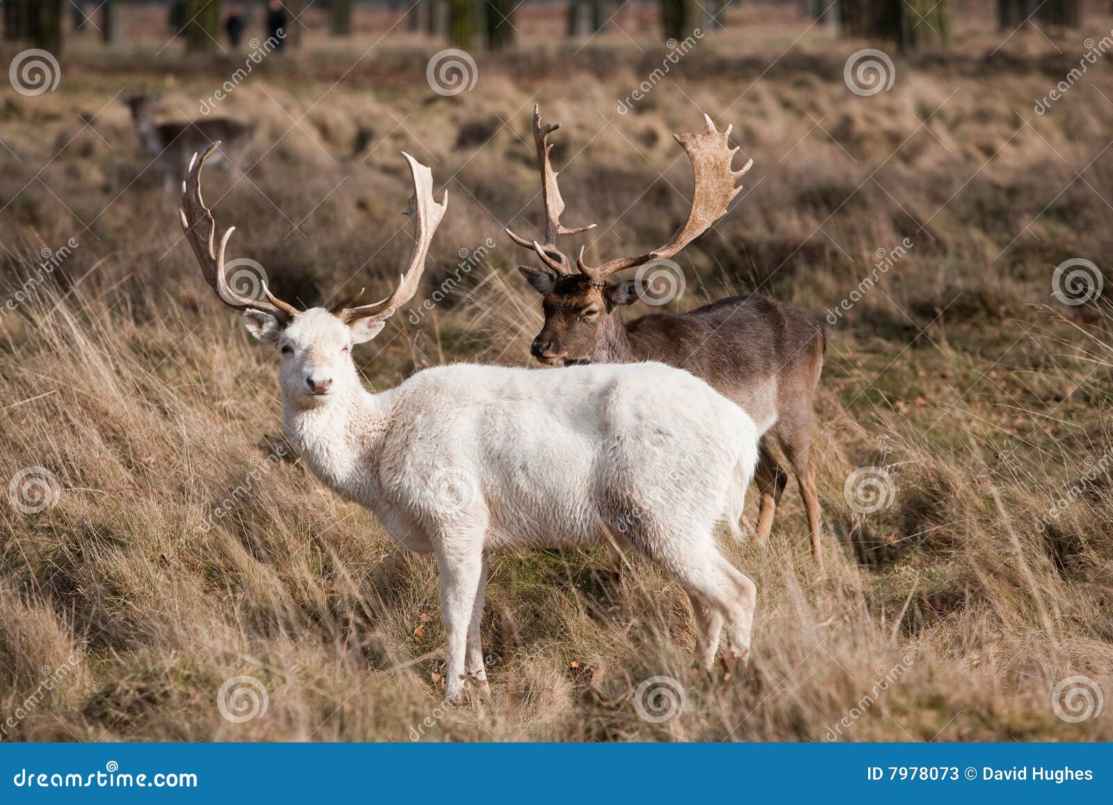 White Stag Deer stock image. Image of white, park, elaphus - 7978073