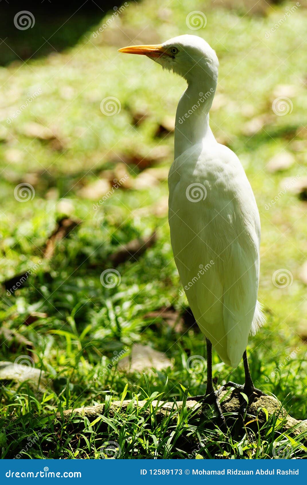 White Stalk stock image. Image of close, colour, animal - 12589173