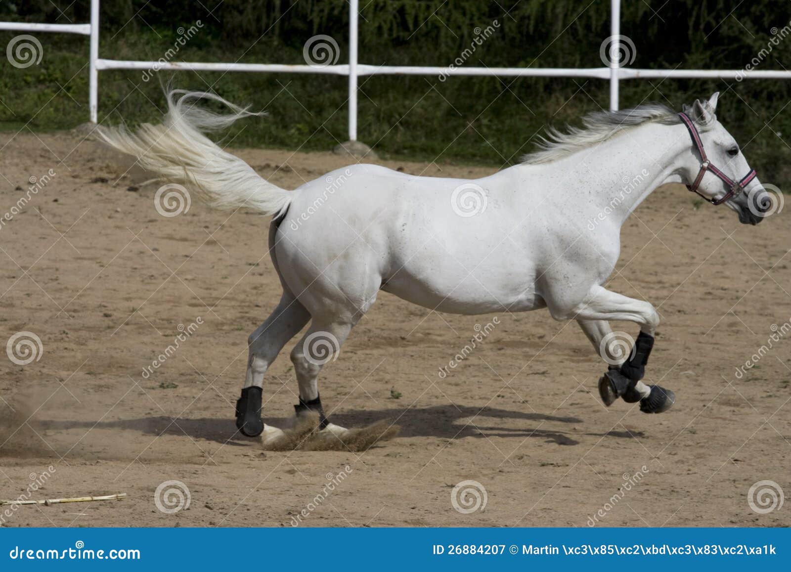White stallion stock image. Image of steeplechase, white - 26884207
