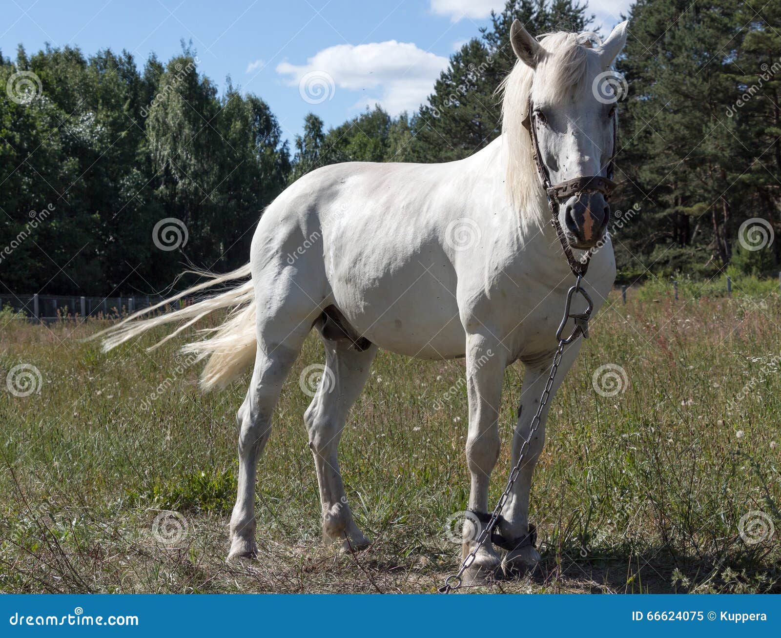 White stallion stock image. Image of horsepower, fast - 66624075