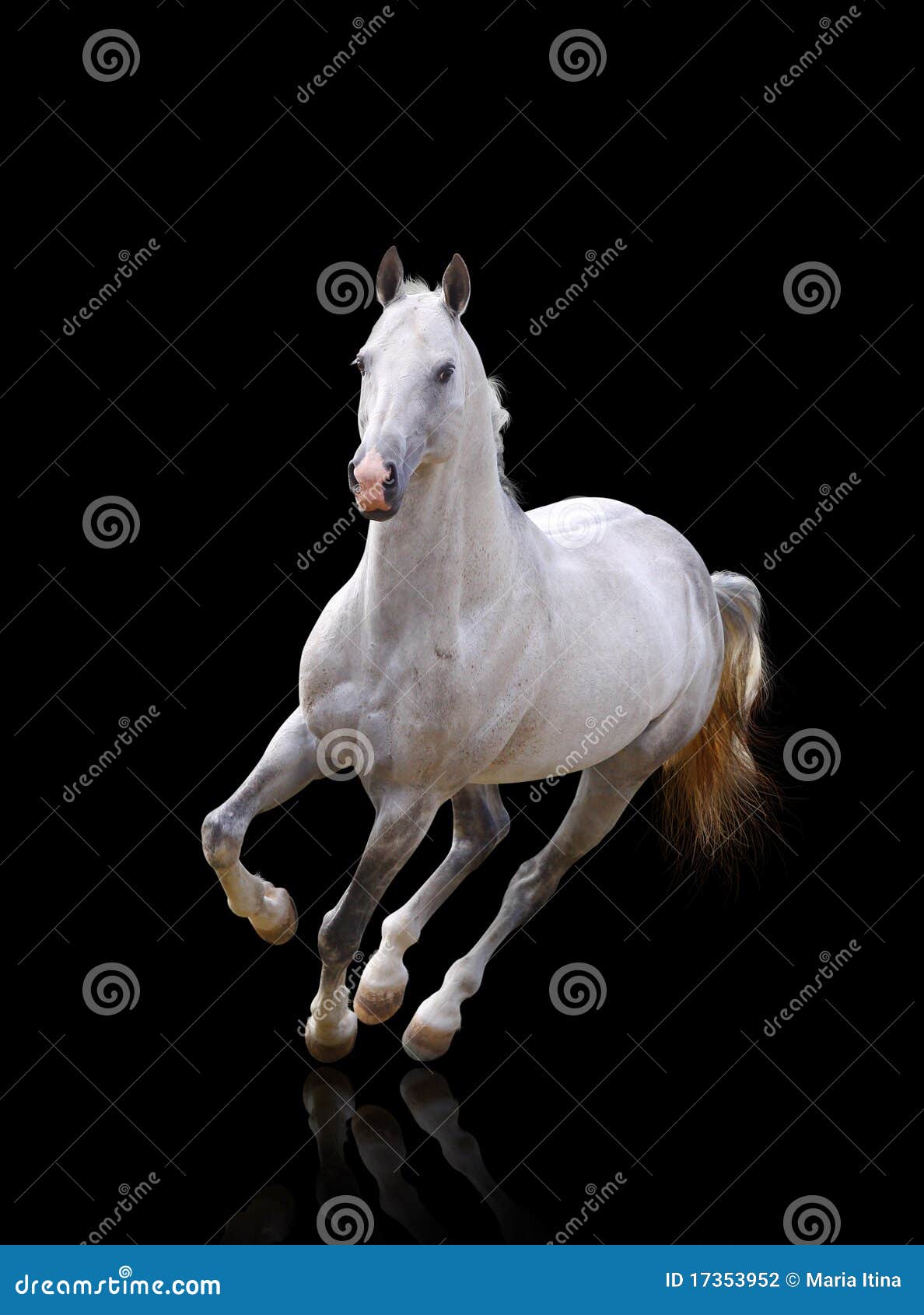 White stallion runs stock photo. Image of hoofed, moving - 17353952