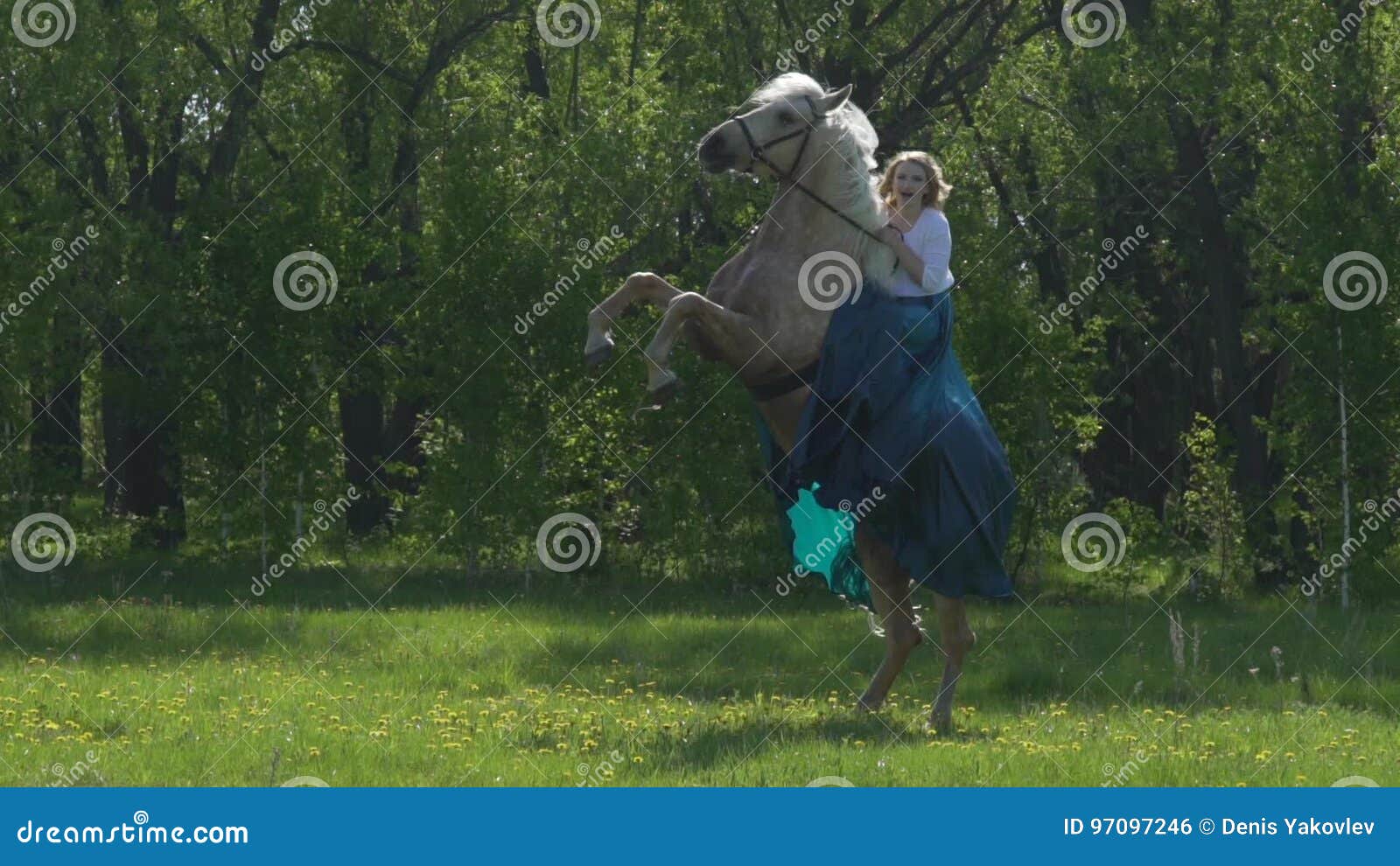 White Stallion in the Saddle and Bridle Standing on Hind Legs in the ...