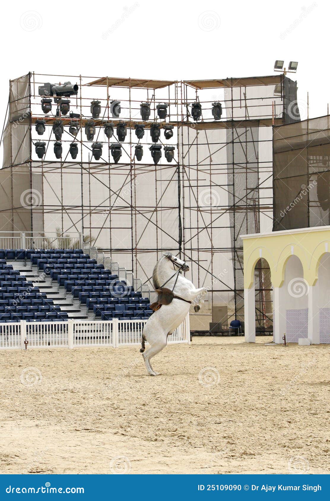A White Stallion Standing on Two Leg Stock Photo - Image of fence ...