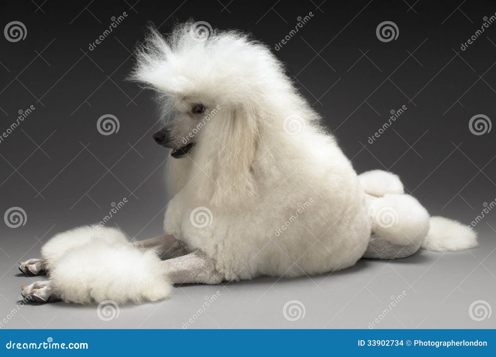 White Standard Poodle Puppy