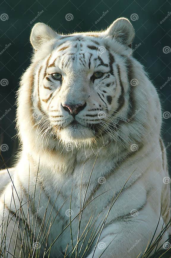 White star stock photo. Image of royal, stripes, india - 622450