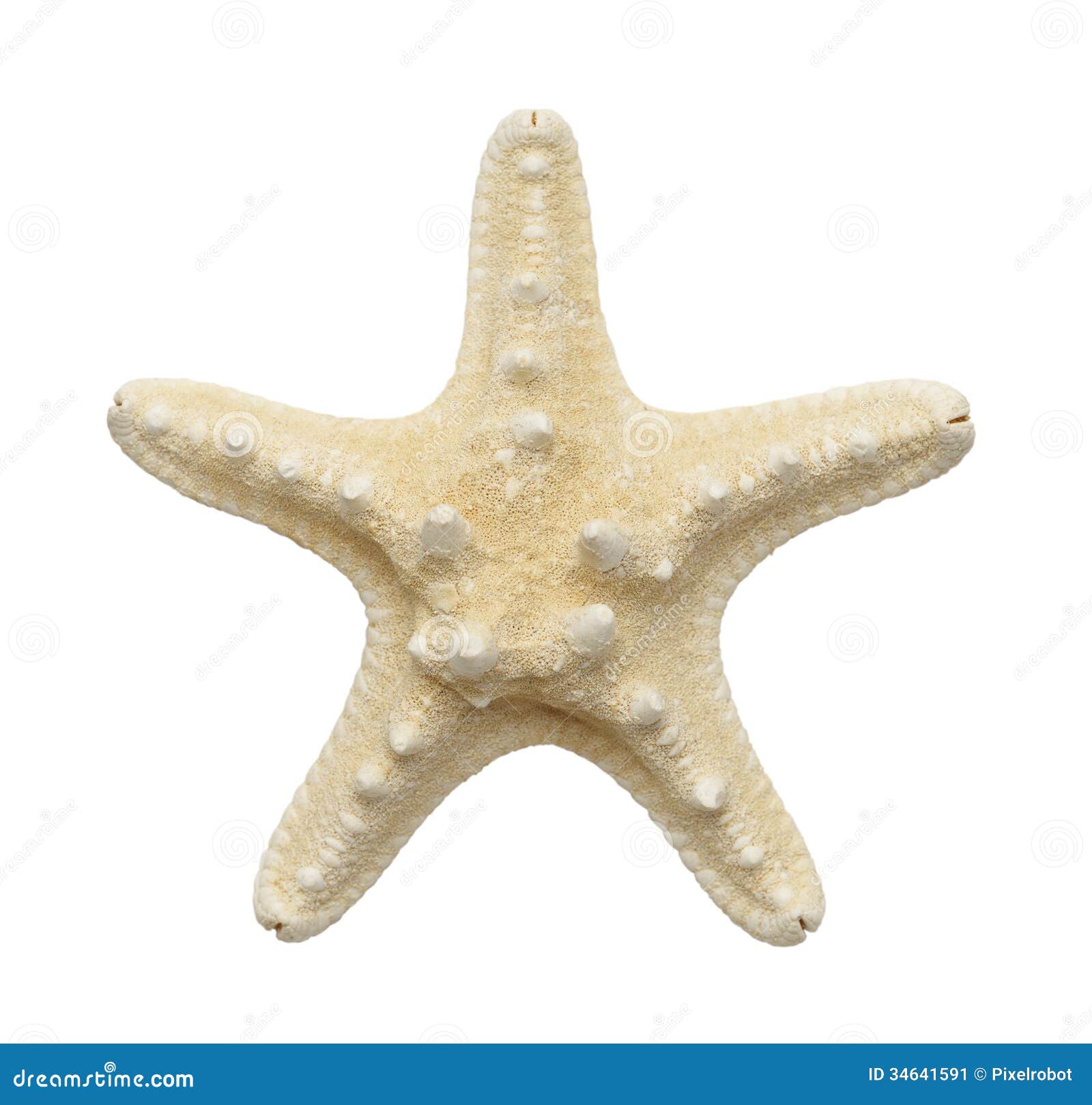 White Star Fish stock image. Image of echinoderm, ocean - 34641591