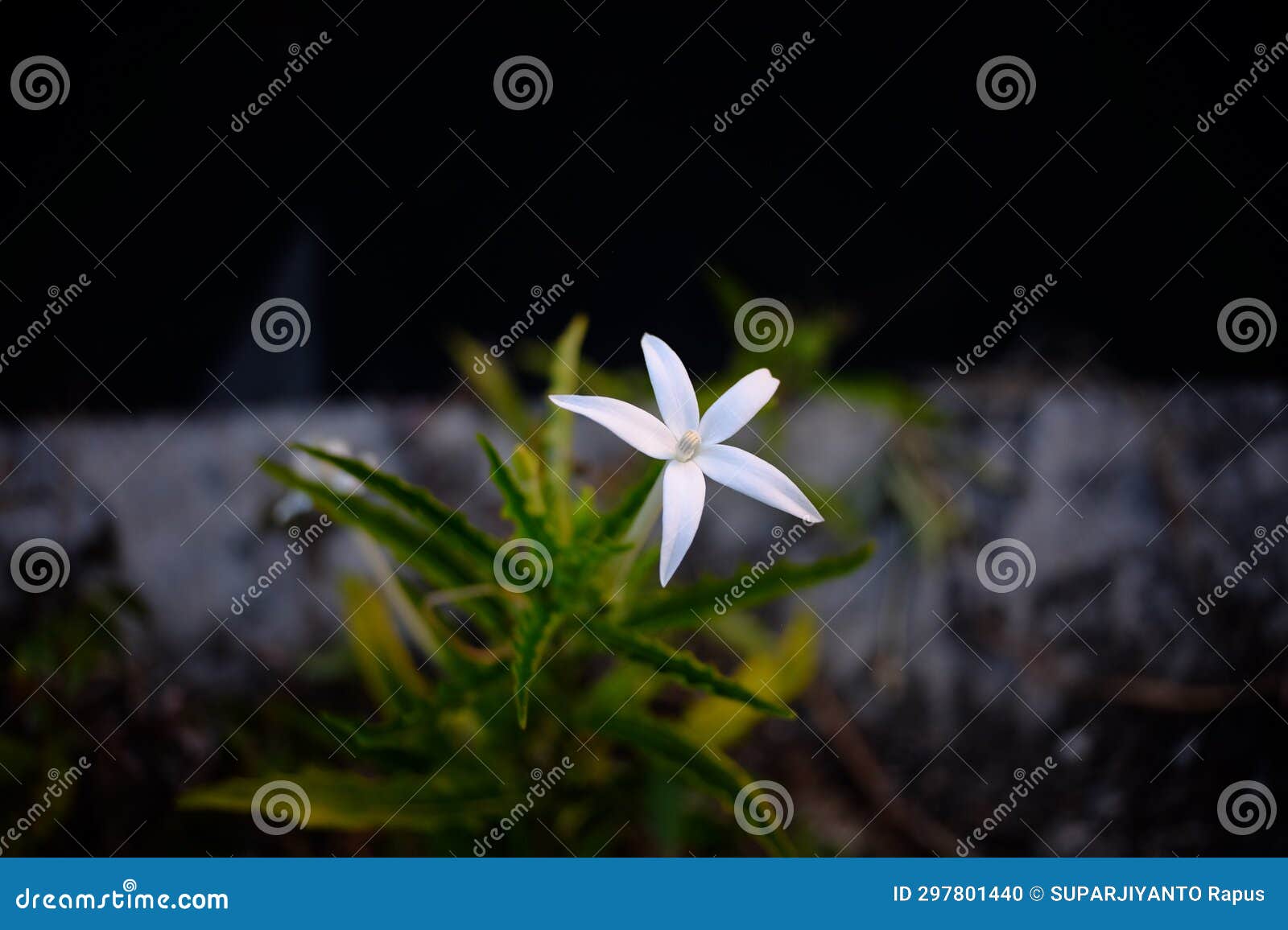 White Star Flower Five Petals Stock Photo - Image of beauty ...