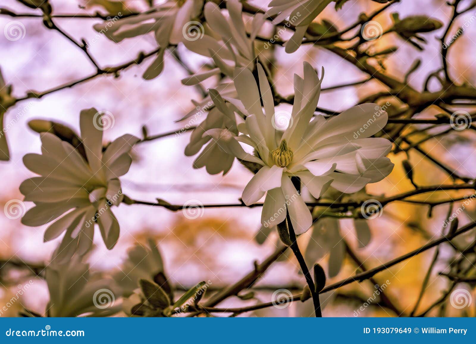 White Star Magnolia Blossoms Blooming Washington Stock Image - Image of ...