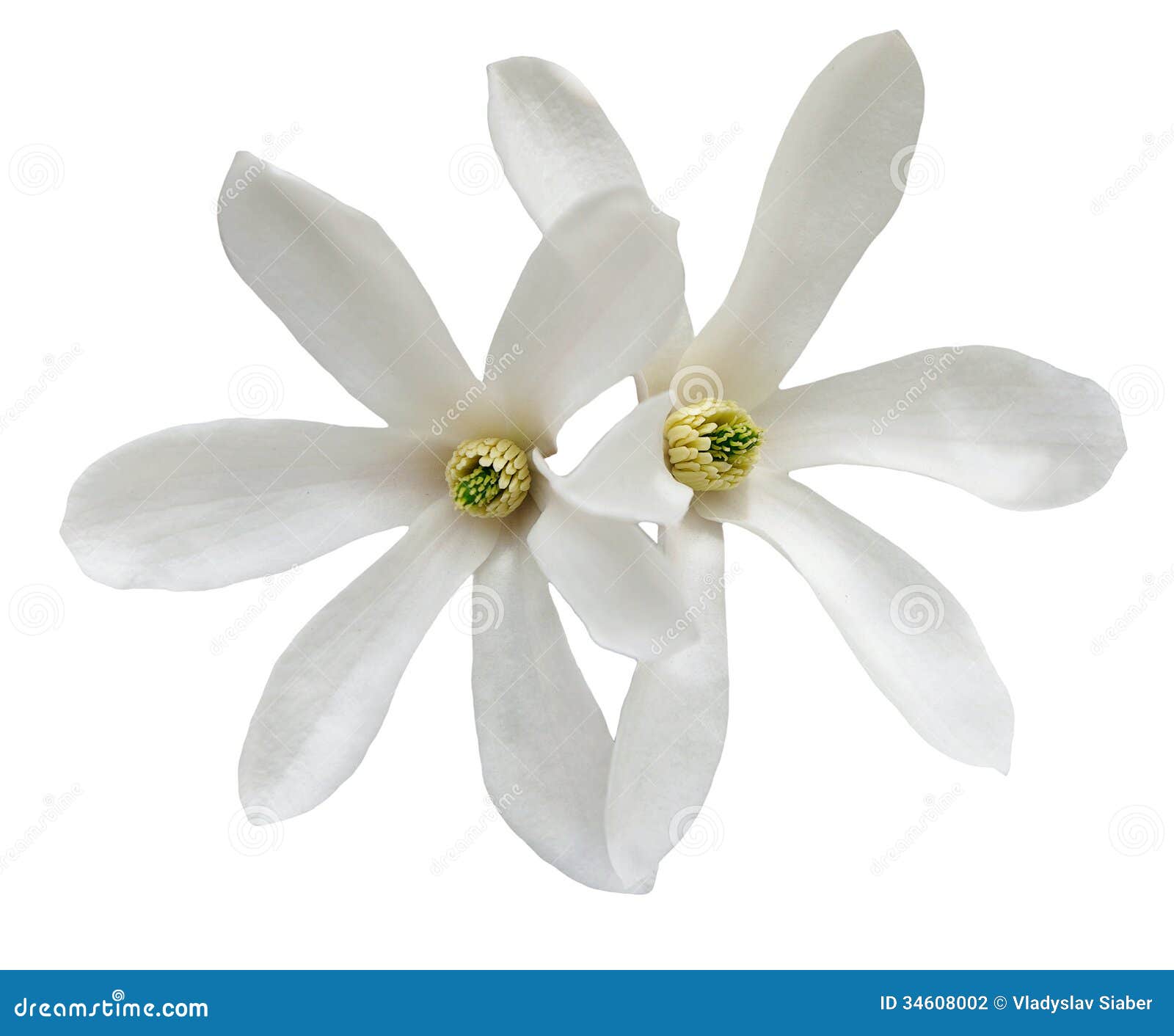 White Star Magnolia Flowers Isolated Stock Photo - Image of closeup ...