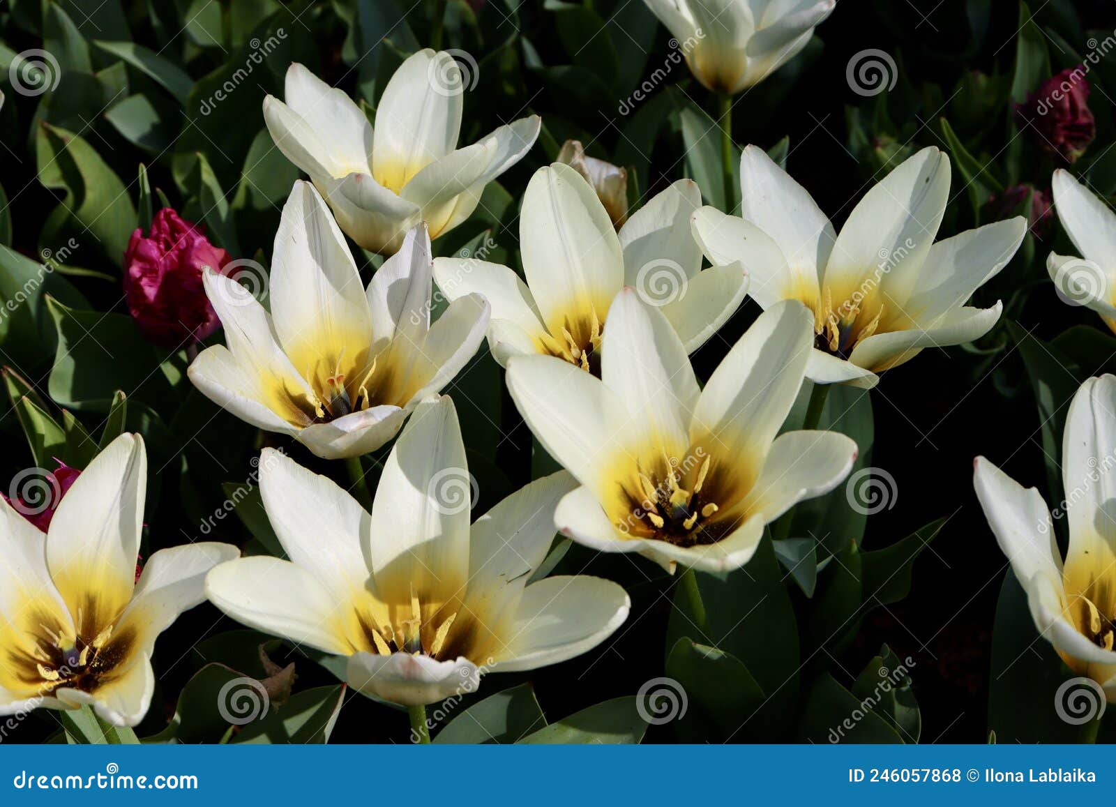 White star shaped tulips stock photo. Image of like - 246057868