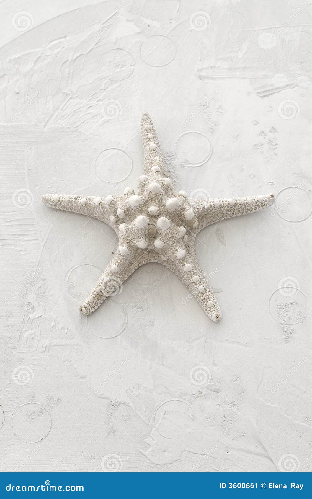 White Starfish stock image. Image of organic, object, clean - 3600661