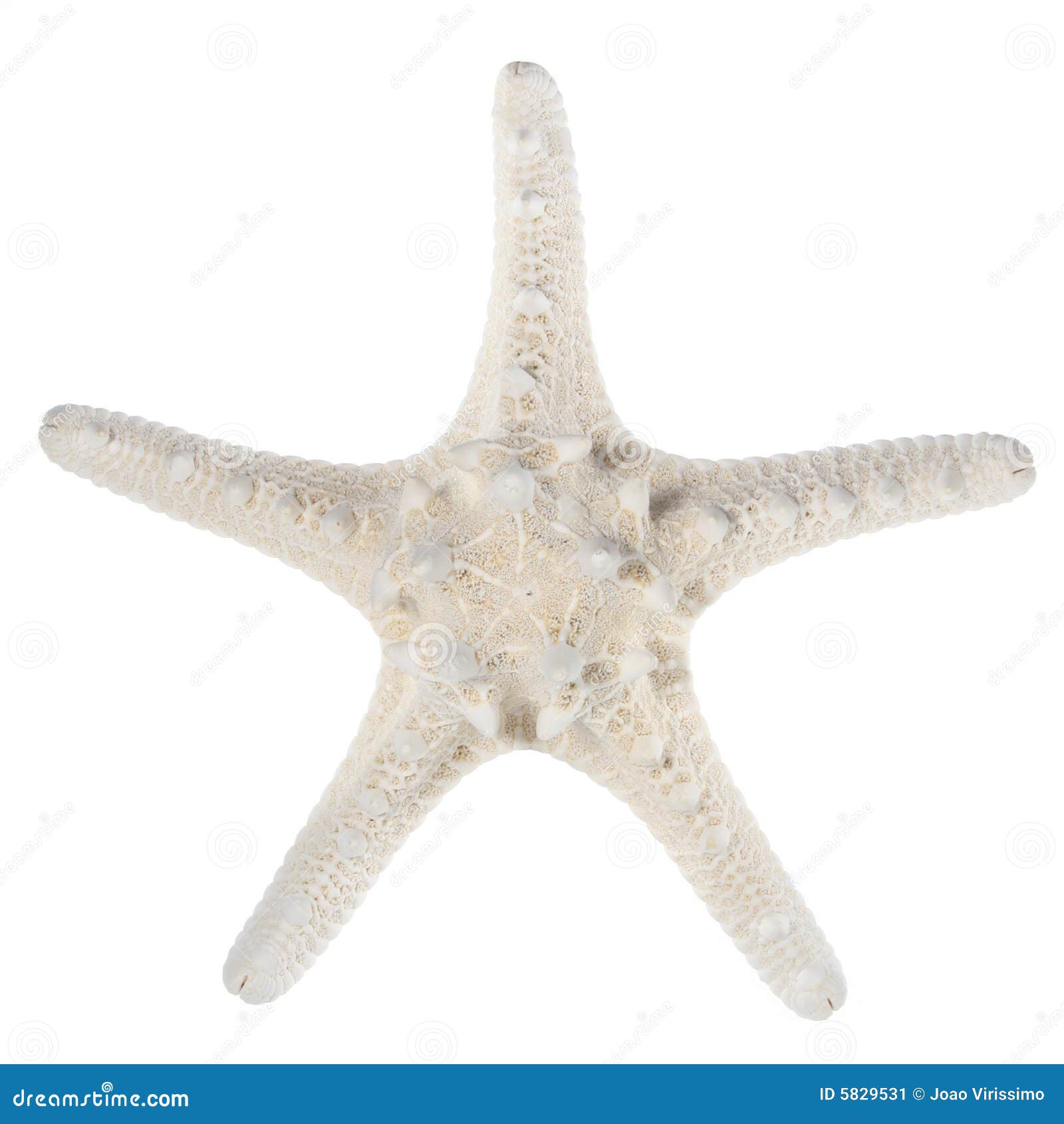 White starfish stock image. Image of close, details, echinoderm - 5829531