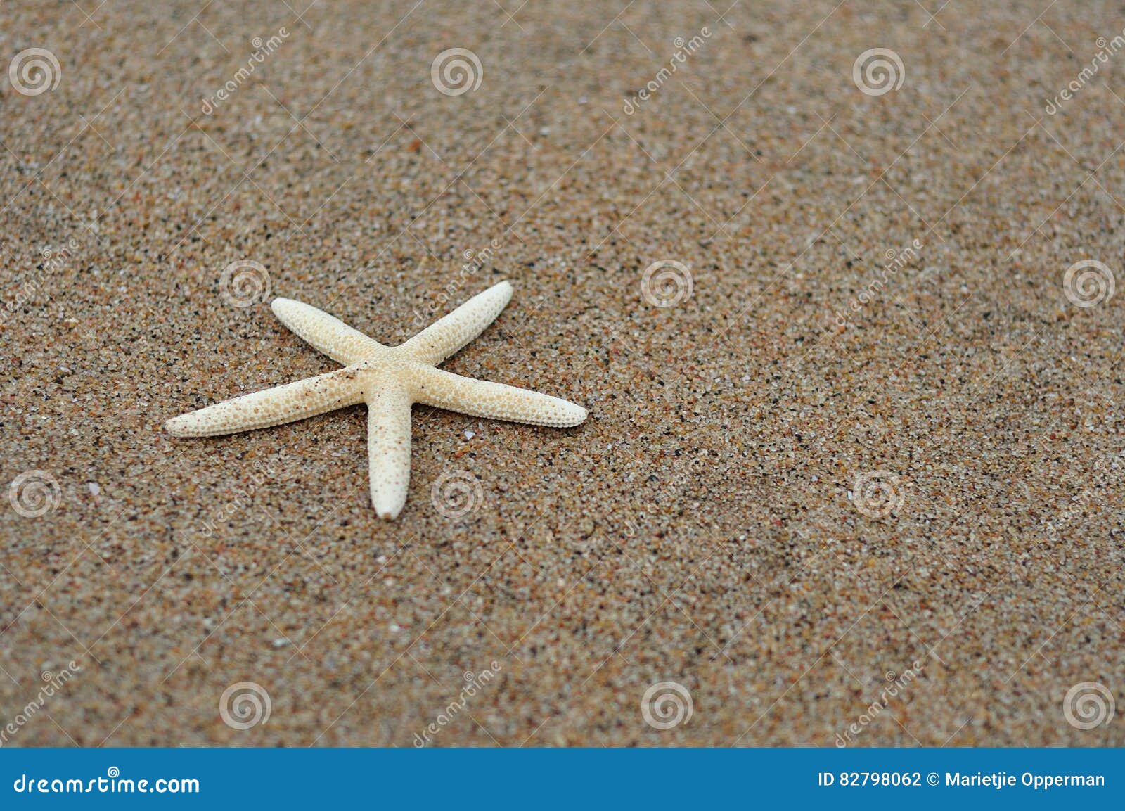 White Starfish on the Beach Stock Photo - Image of paradise, natural ...