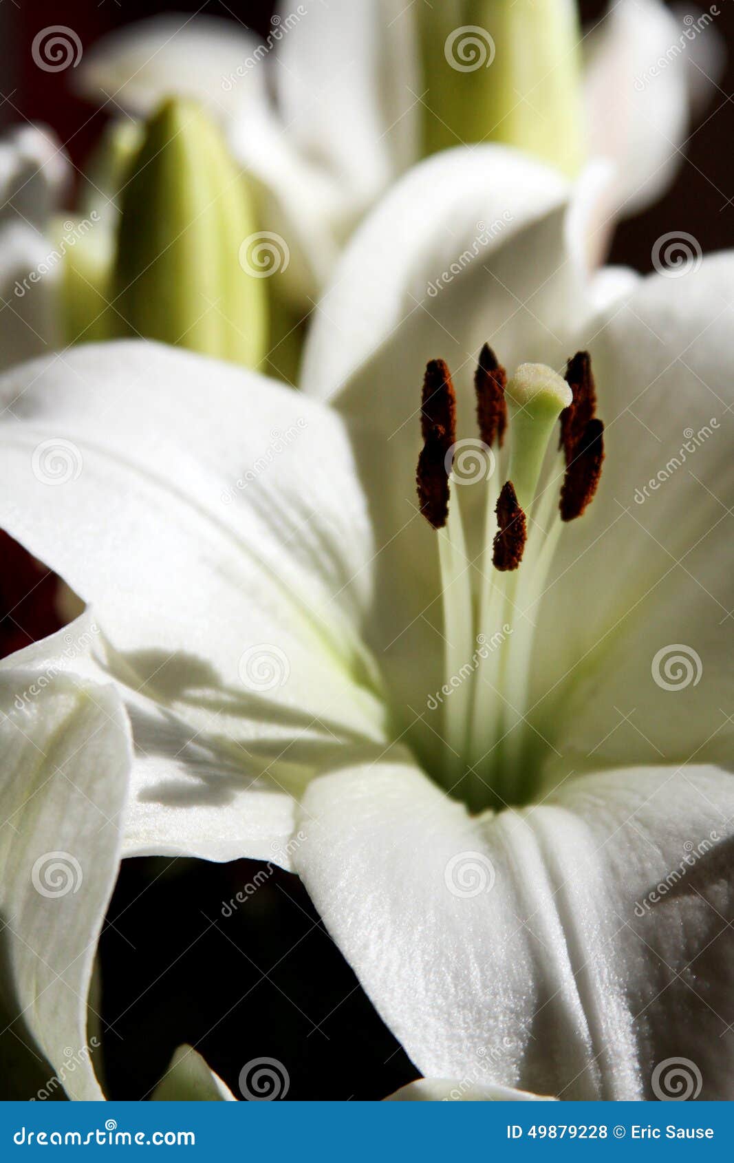 White Stargazer Lily in the Sunlight Stock Photo - Image of style ...