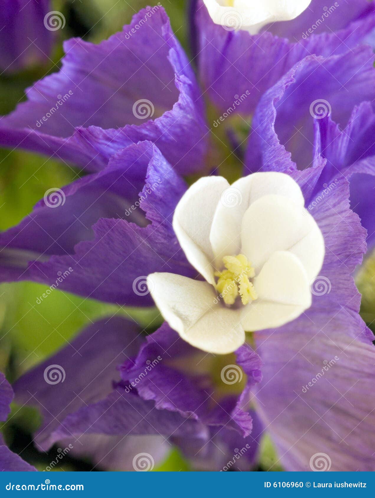 White statice flower stock photo. Image of blooms, ages - 6106960