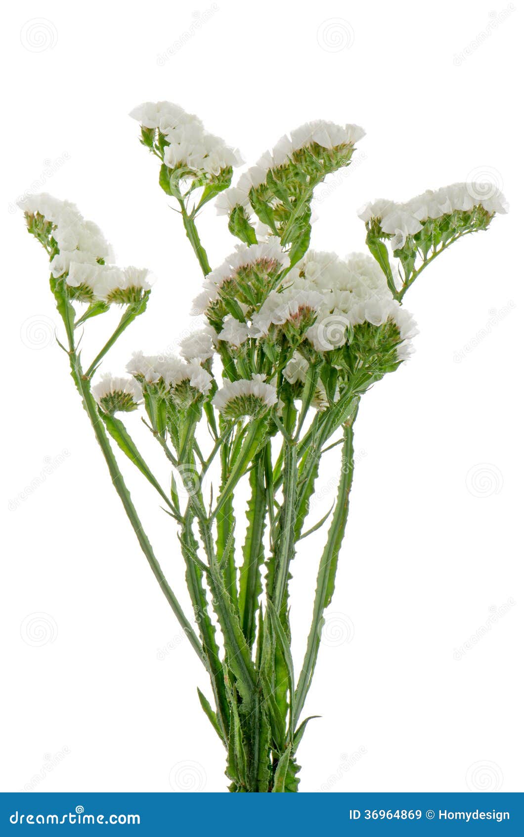 White statice flowers stock image. Image of green, white - 36964869