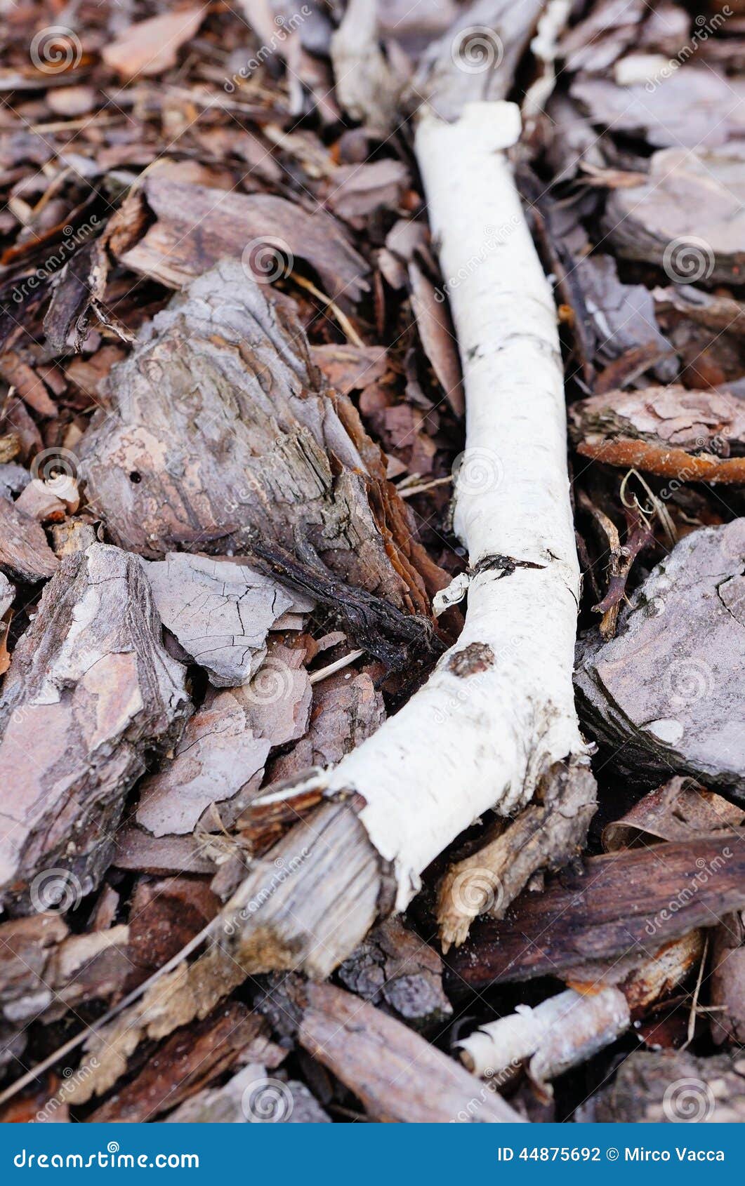 White stem stock photo. Image of white, wood, stem, bark - 44875692
