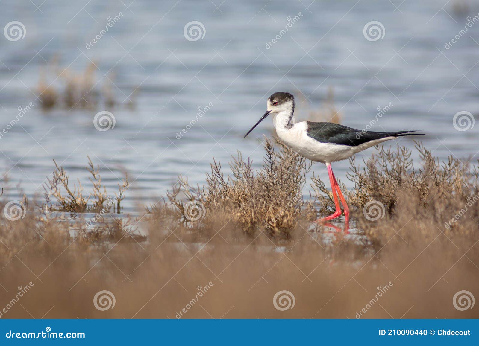 White Stilt in a Marsh in Camargue Nature Reserve. Stock Photo - Image ...