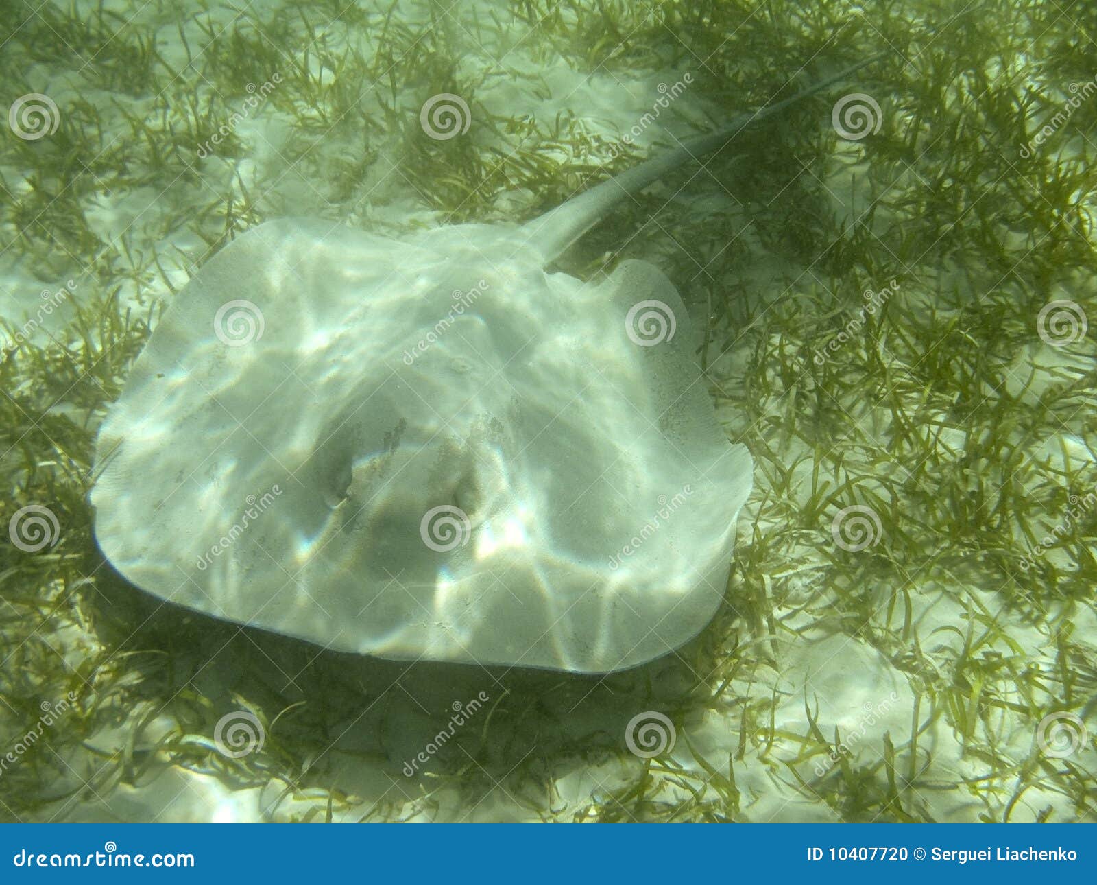 White Stingray in the Weeds Stock Photo - Image of stingray, waves ...