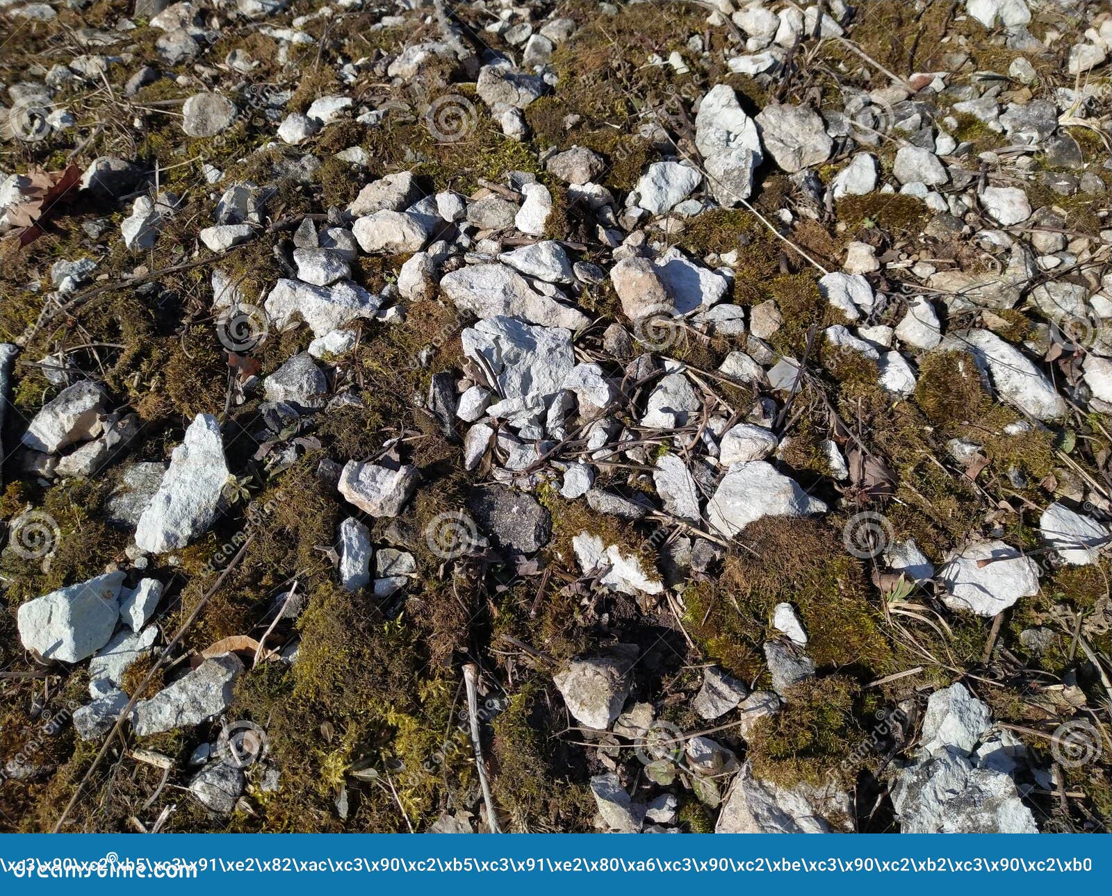 Moss Ground Normal Map Texture, Bump Map Texture Stock Photo ...