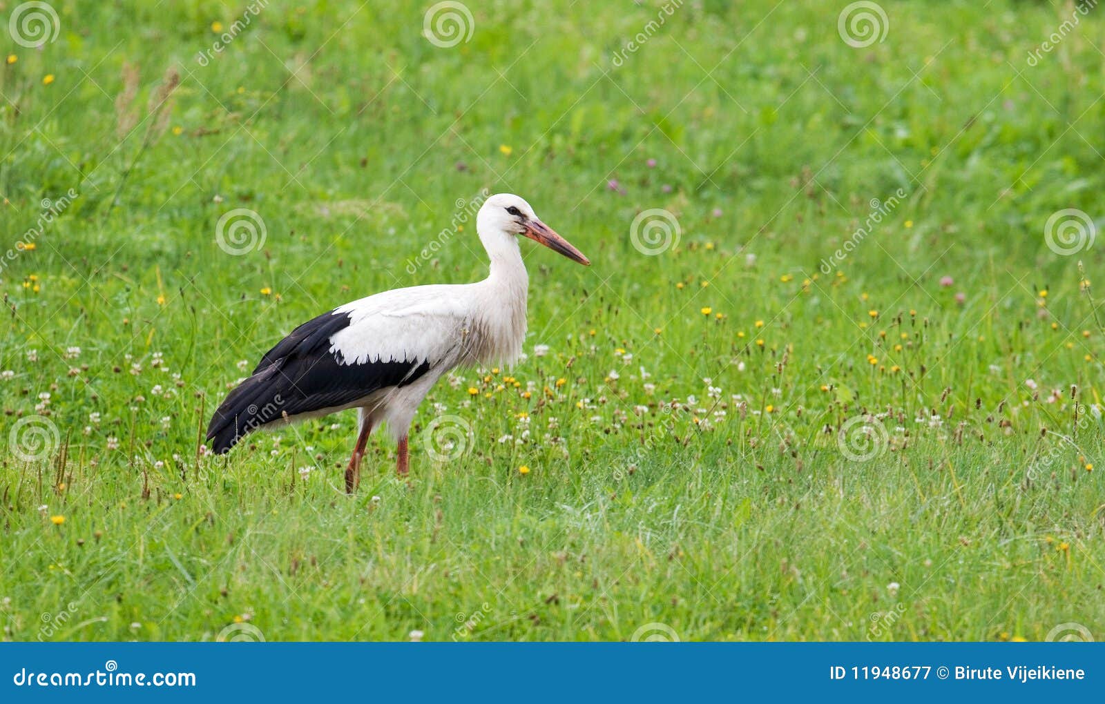 White stork stock image. Image of stork, field, lithuania - 11948677