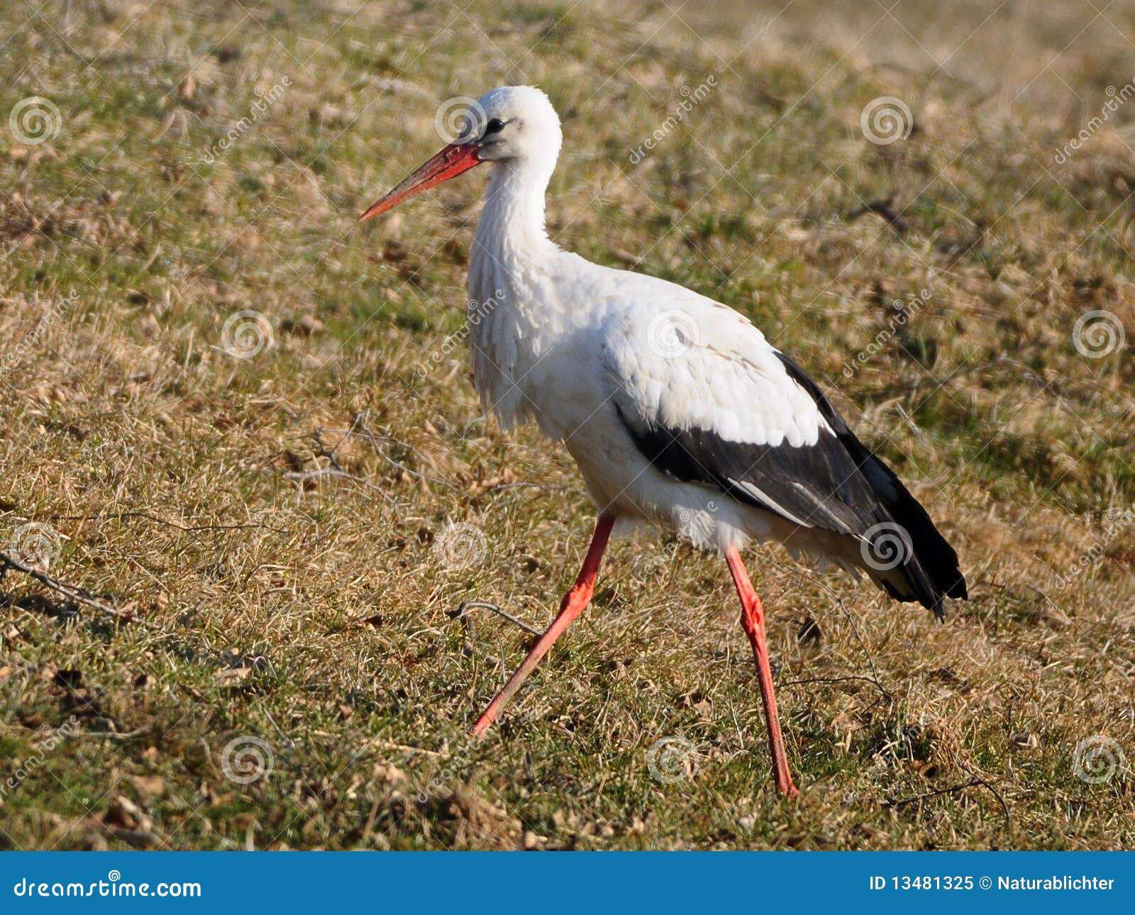 White Stork stock image. Image of outdoors, outside, long - 13481325