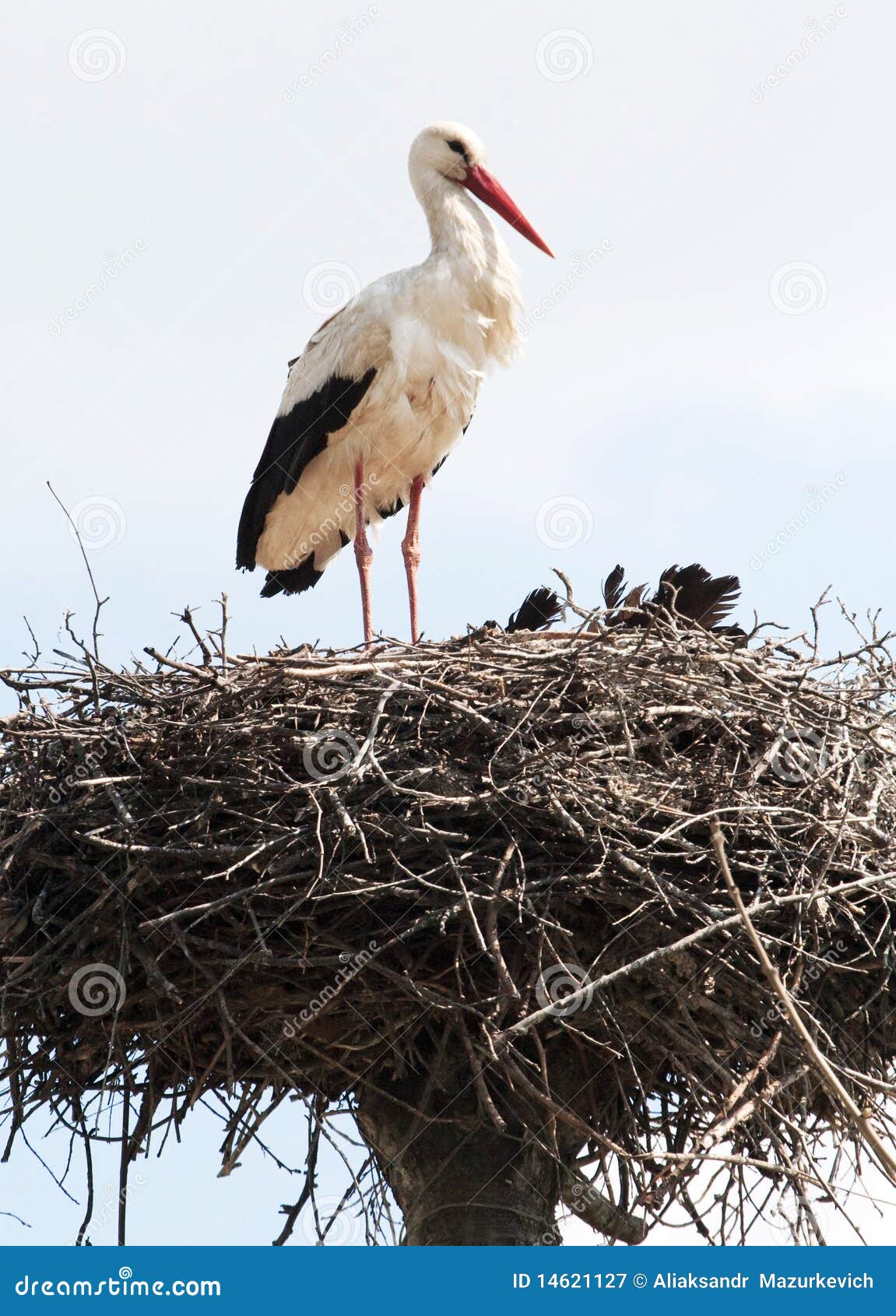 White stork stock image. Image of feather, birdwatching - 14621127
