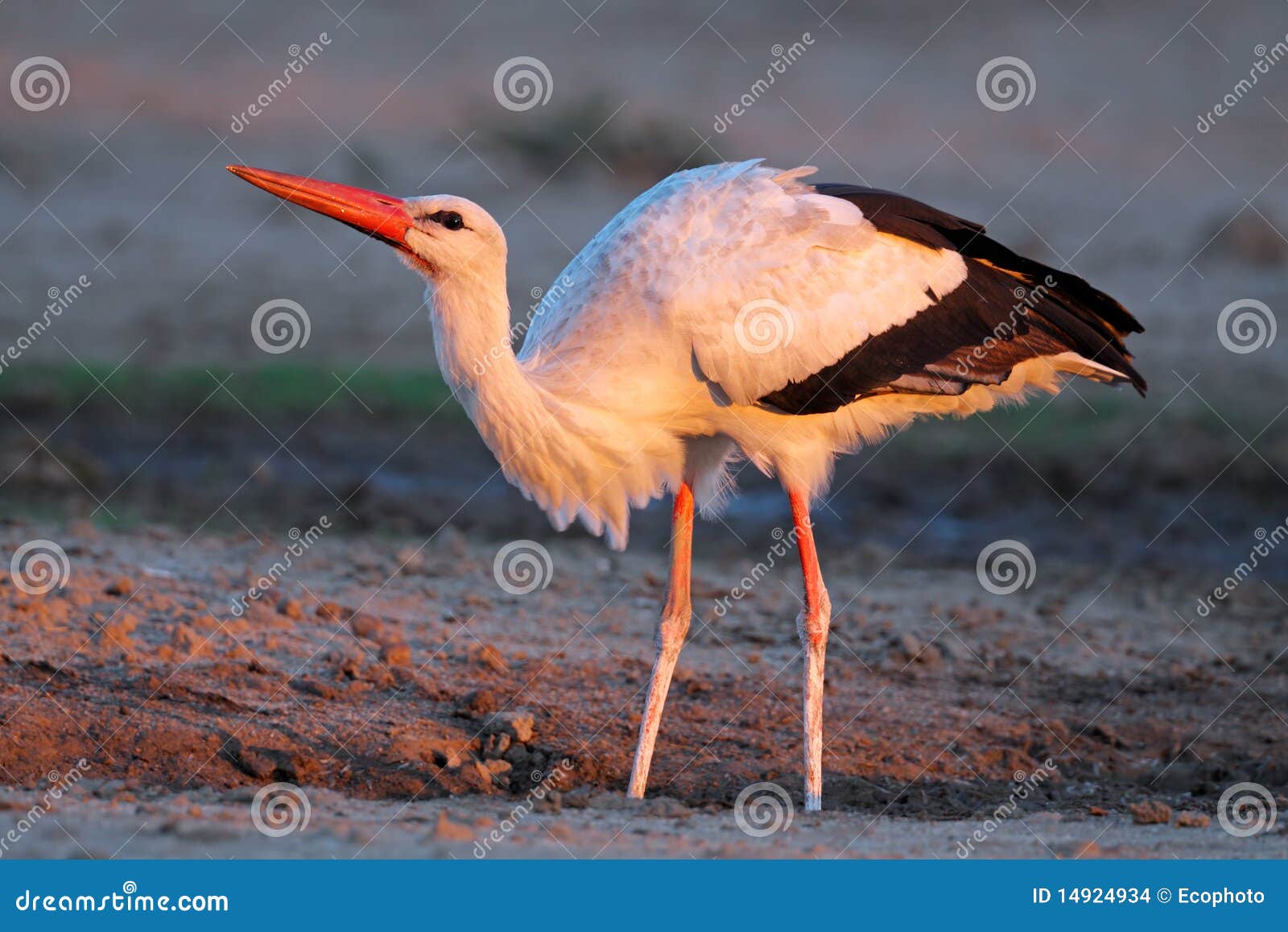 White stork stock photo. Image of beak, white, wild, conservation ...