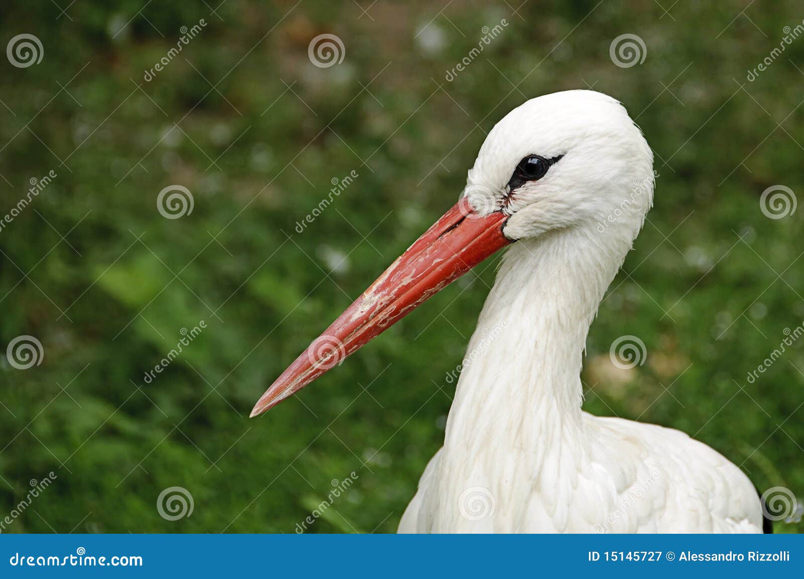 White stork stock image. Image of fauna, nature, wildlife - 15145727