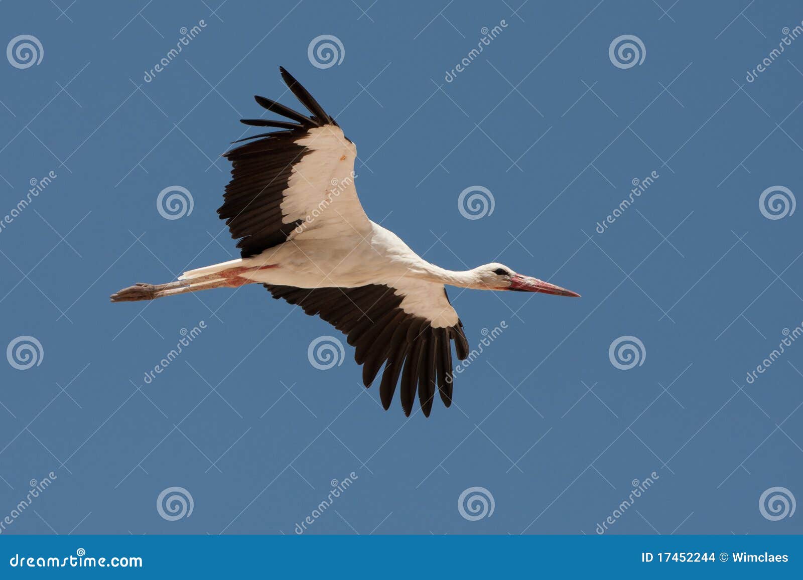 White stork stock photo. Image of desktop, wings, white - 17452244