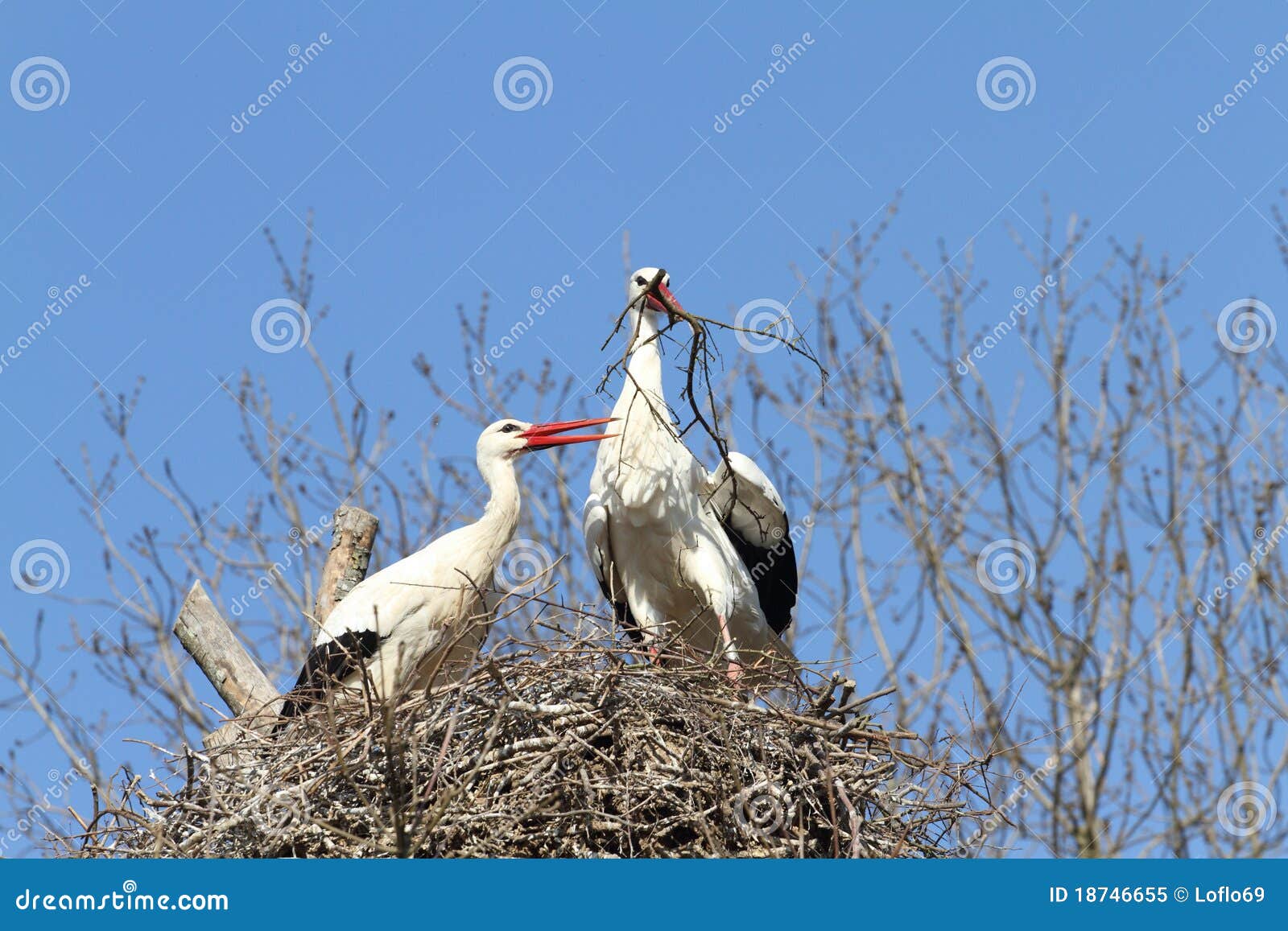 White stork stock image. Image of white, blue, stork - 18746655