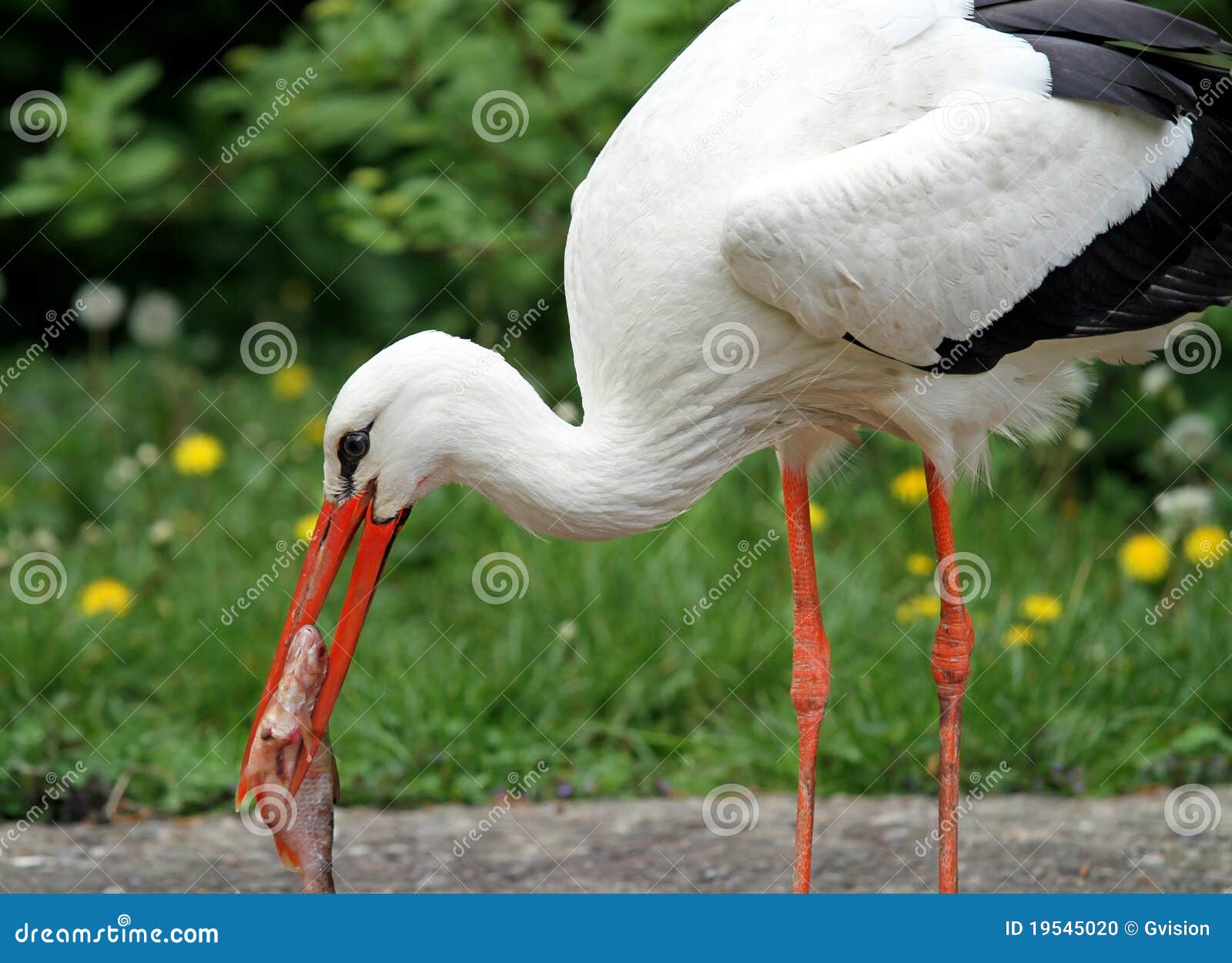 White Stork stock photo. Image of fields, bird, animal - 19545020