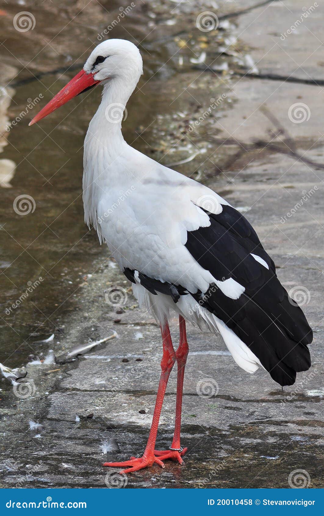 White Stork stock photo. Image of natural, stork, white - 20010458