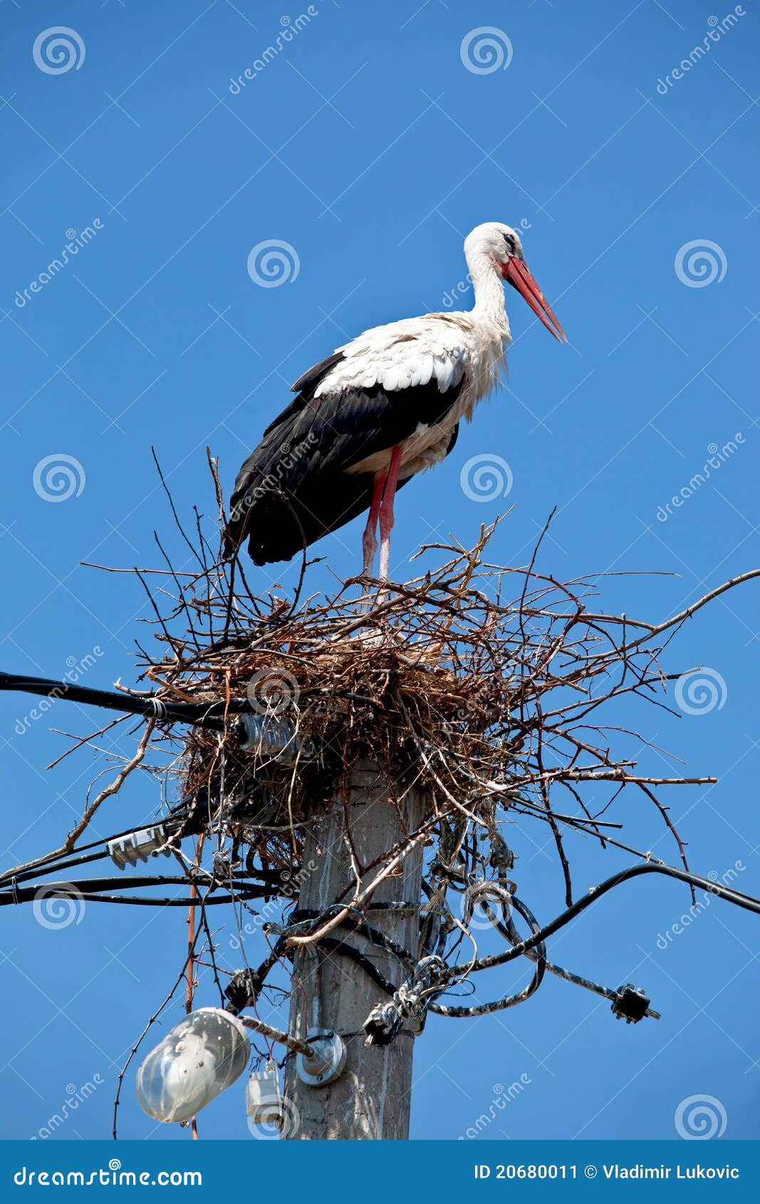 White stork stock image. Image of blue, animals, nature - 20680011