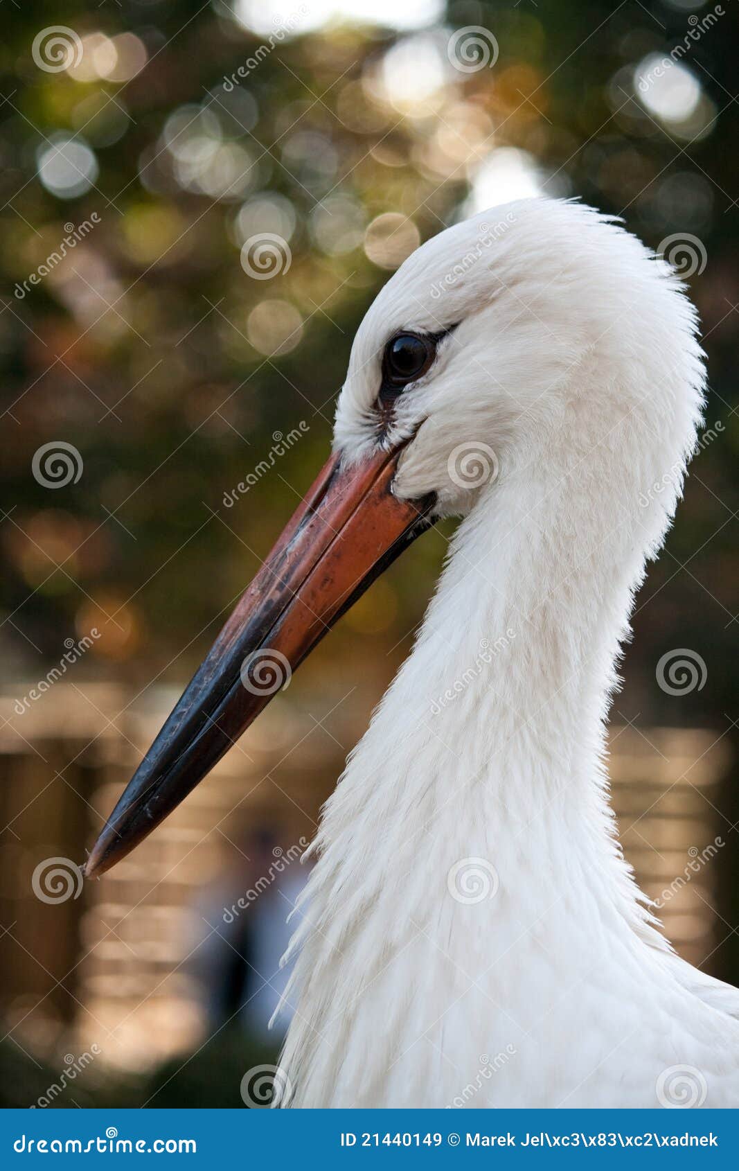 White Stork stock image. Image of neck, animal, ciconia - 21440149