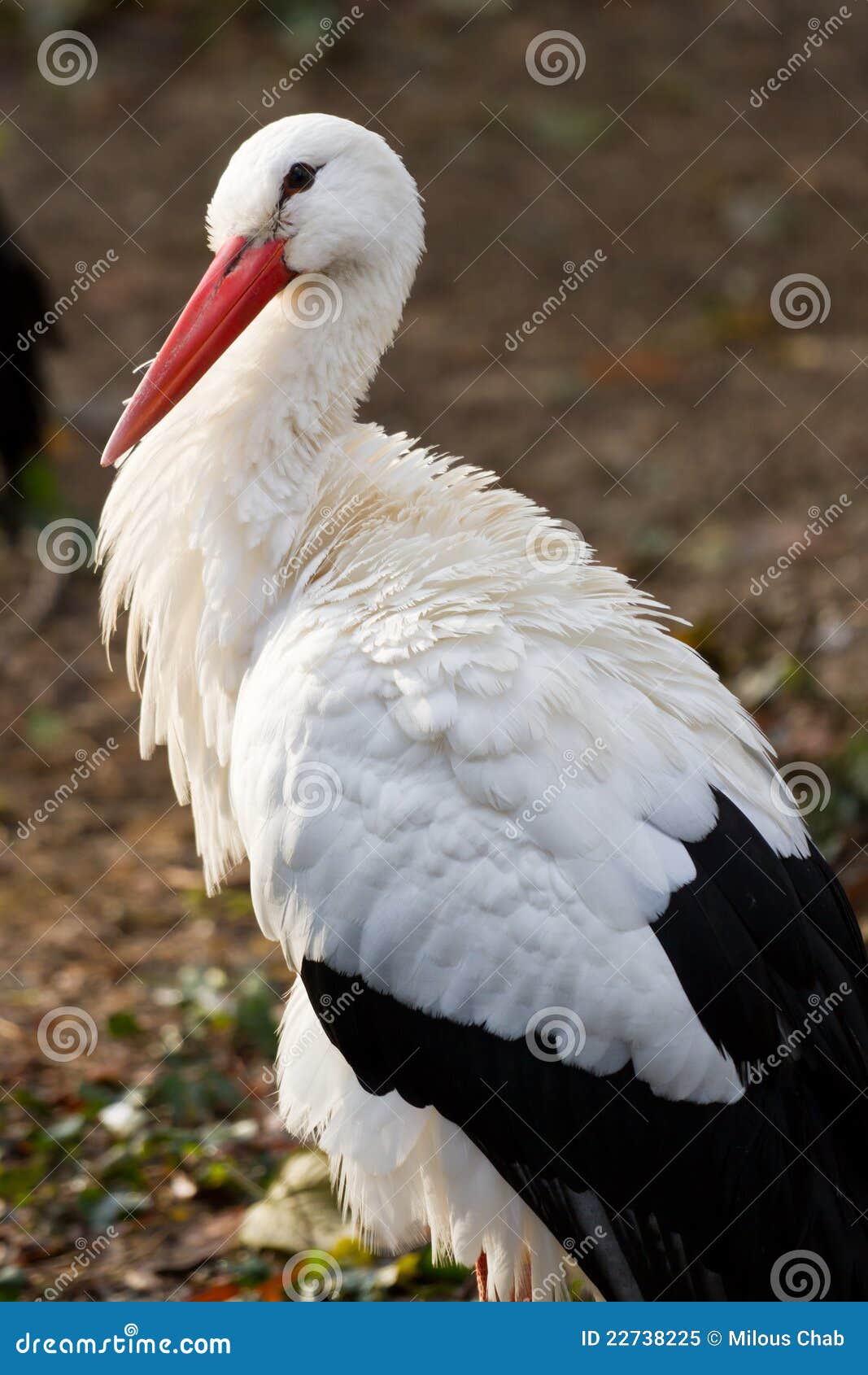 White stork stock image. Image of avian, flying, feathers - 22738225