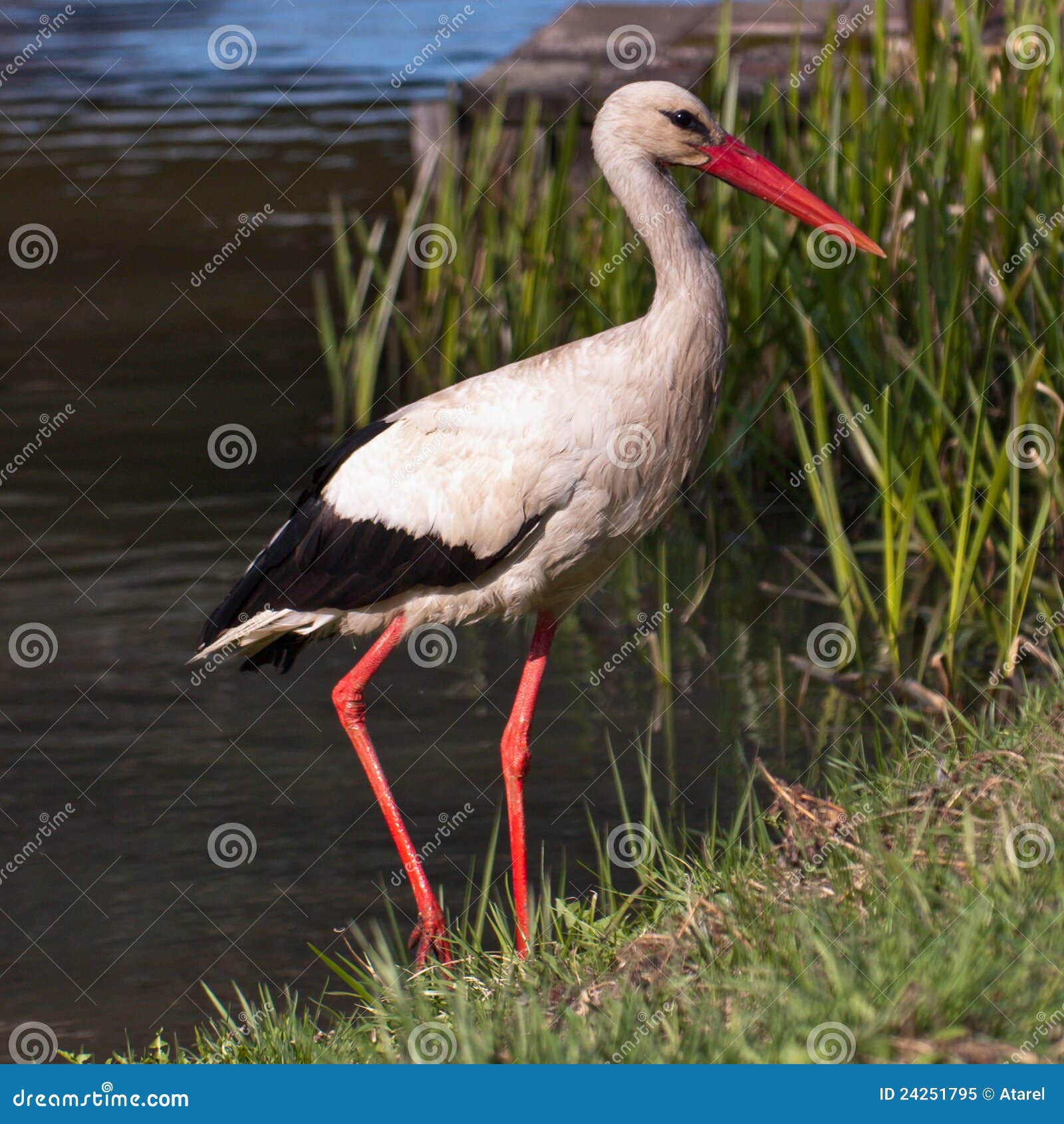 White Stork stock image. Image of ciconia, spring, silesia - 24251795