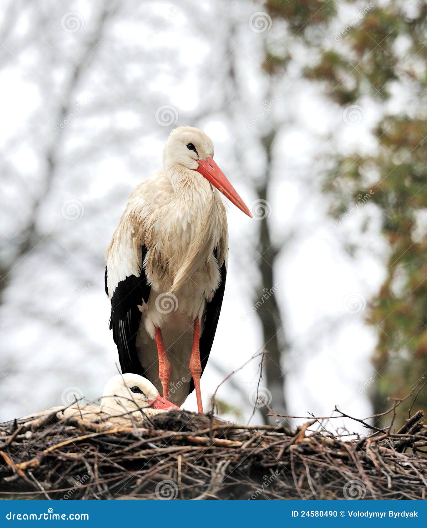 White stork stock photo. Image of creche, food, flying - 24580490