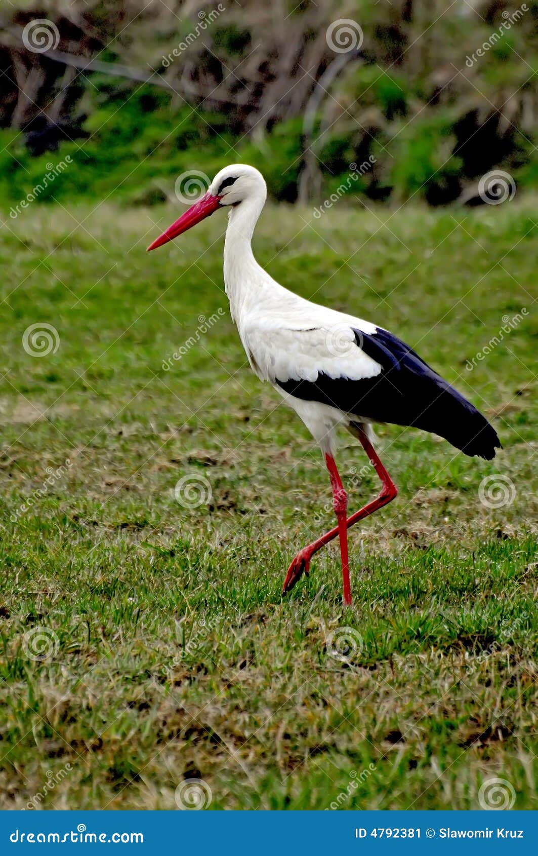 White stork stock image. Image of ciconia, bird, garden - 4792381