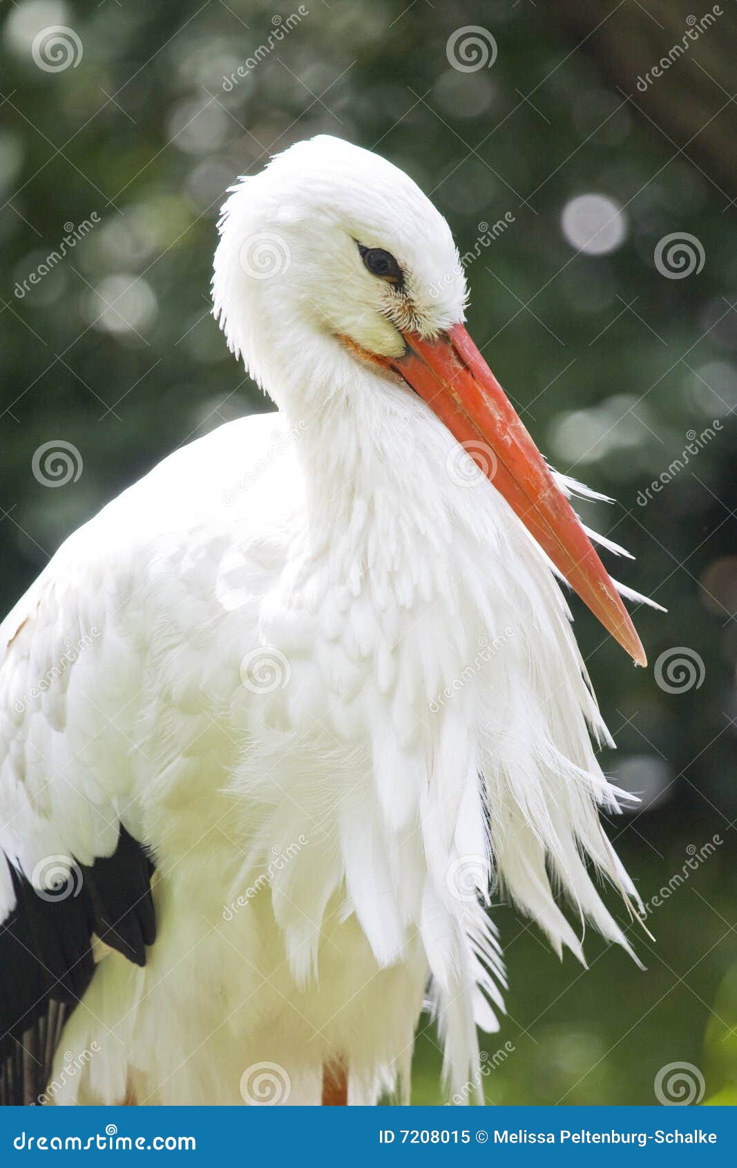 White stork stock image. Image of wildlife, feather, white - 7208015