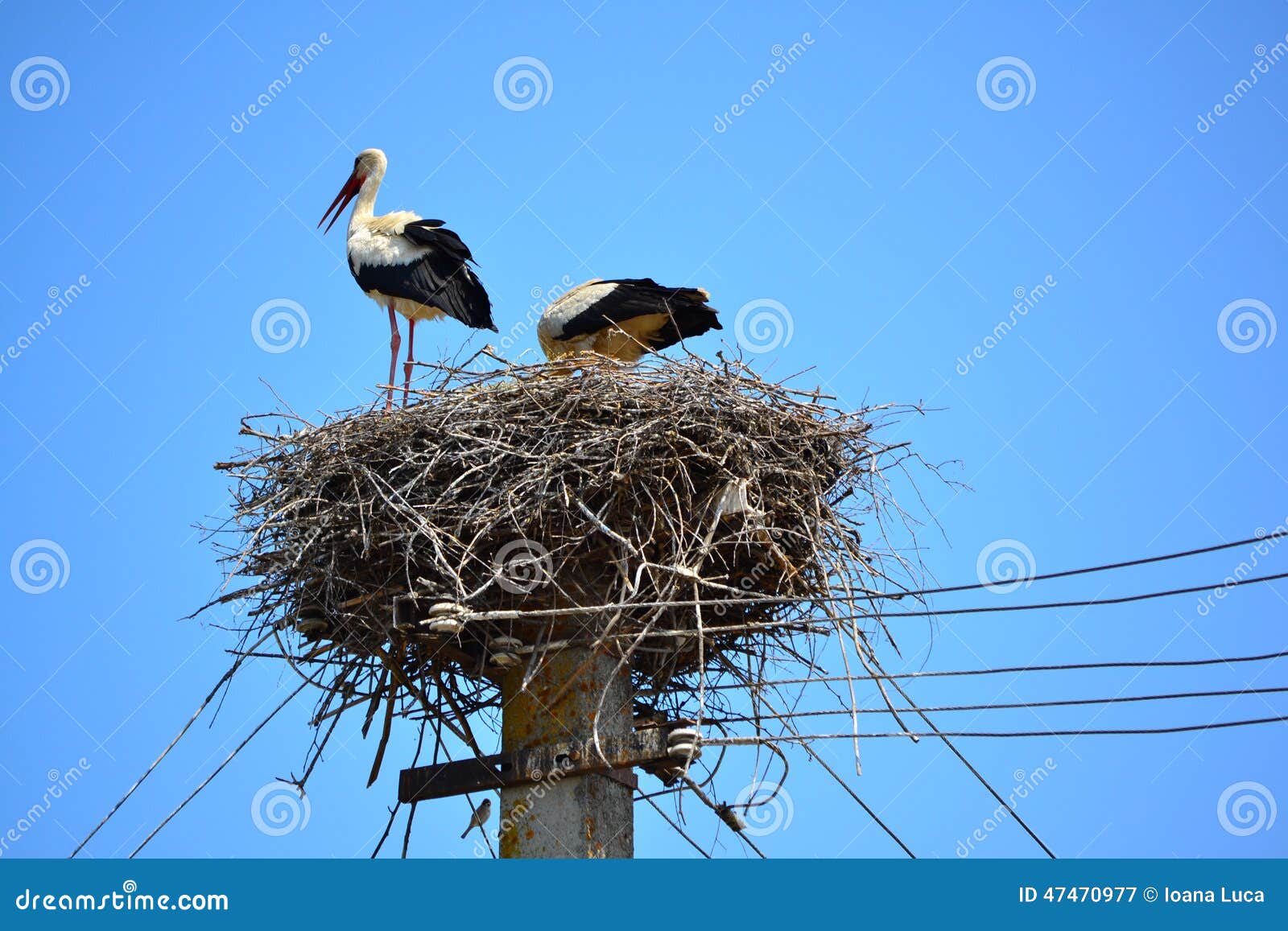White stork stock image. Image of alba, fauna, wire, ornithology - 47470977
