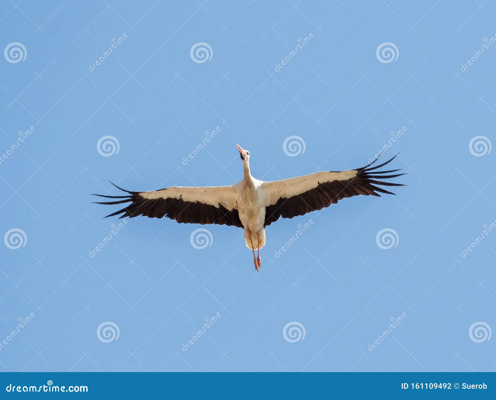 White Stork on Autumn Migration Stock Photo - Image of animal, wildlife ...