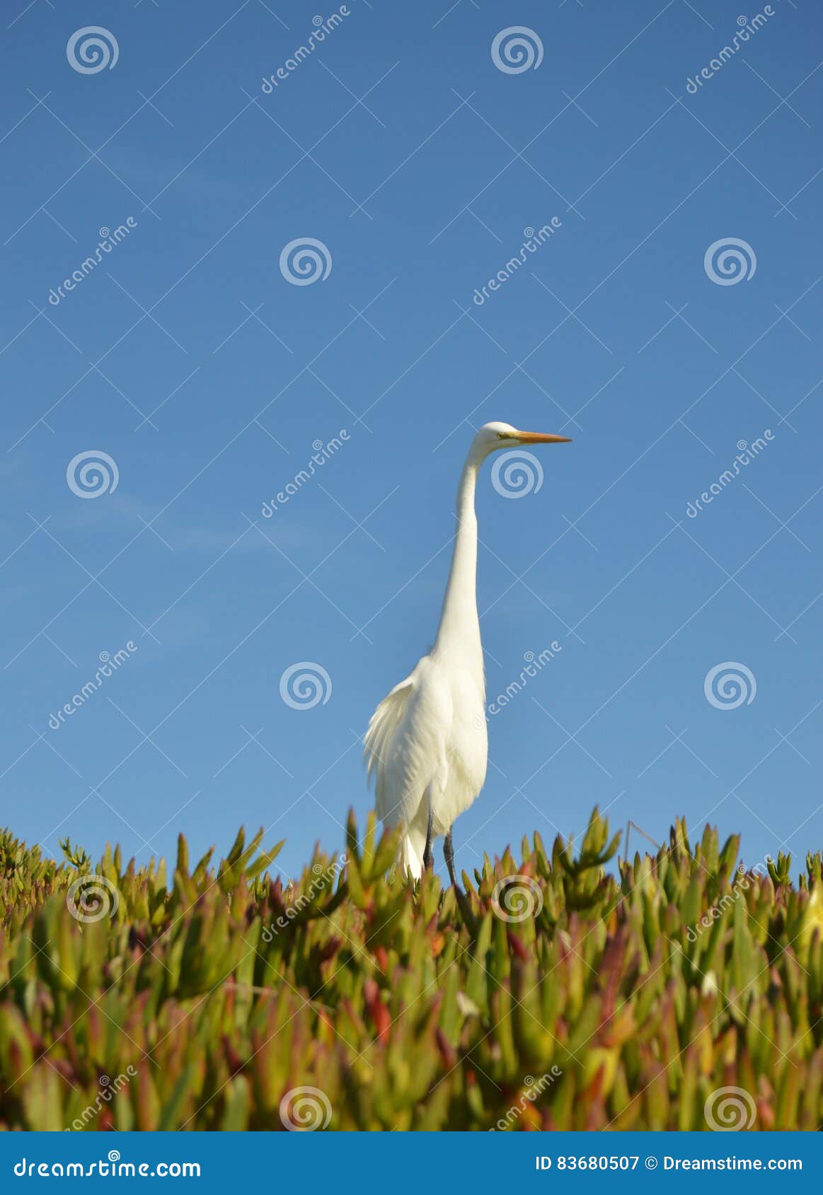 White Stork at the Beach stock image. Image of stork - 83680507