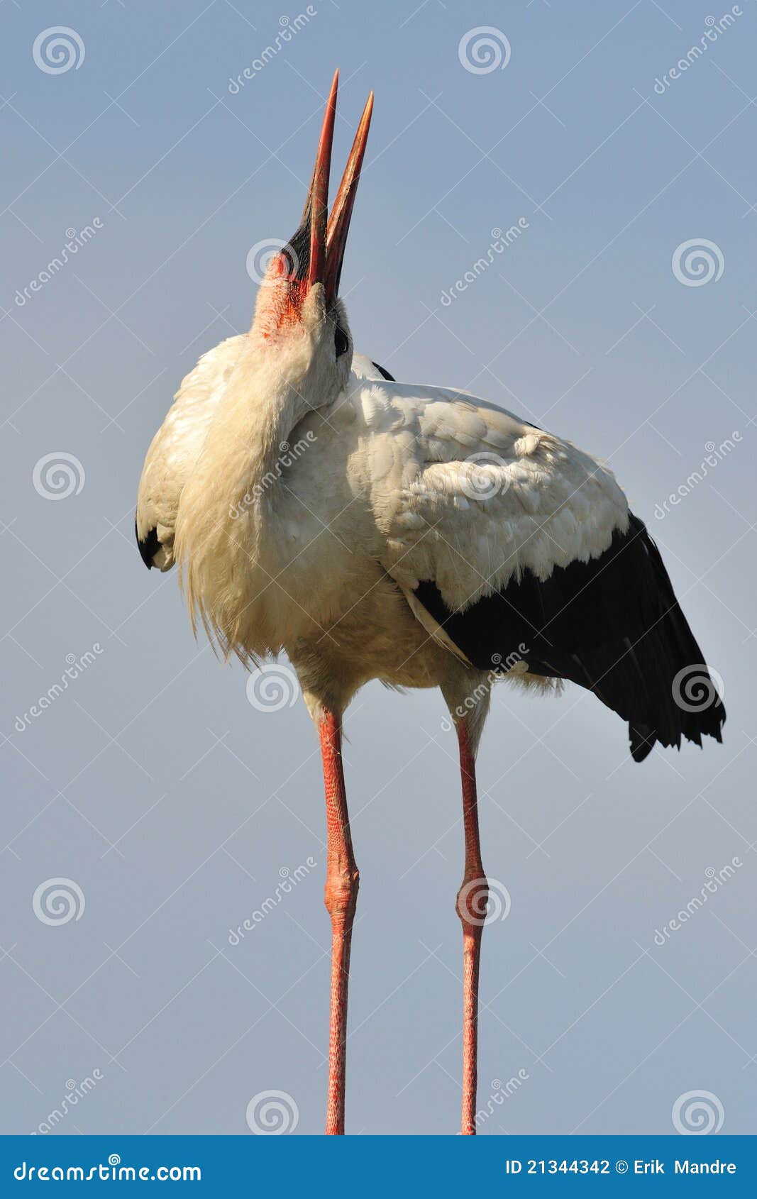 White Stork Bending His Neck Stock Photo - Image of ciconia, bird: 21344342